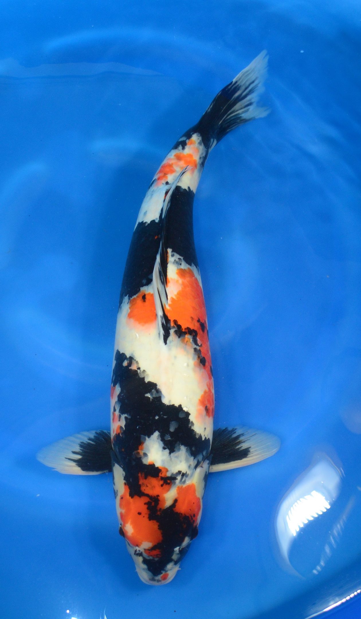 Showa - Grand Koi, LLC