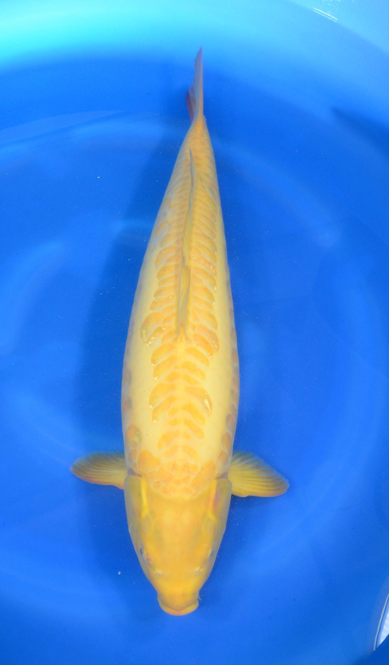 Doitsu Karashigoi - Grand Koi, LLC