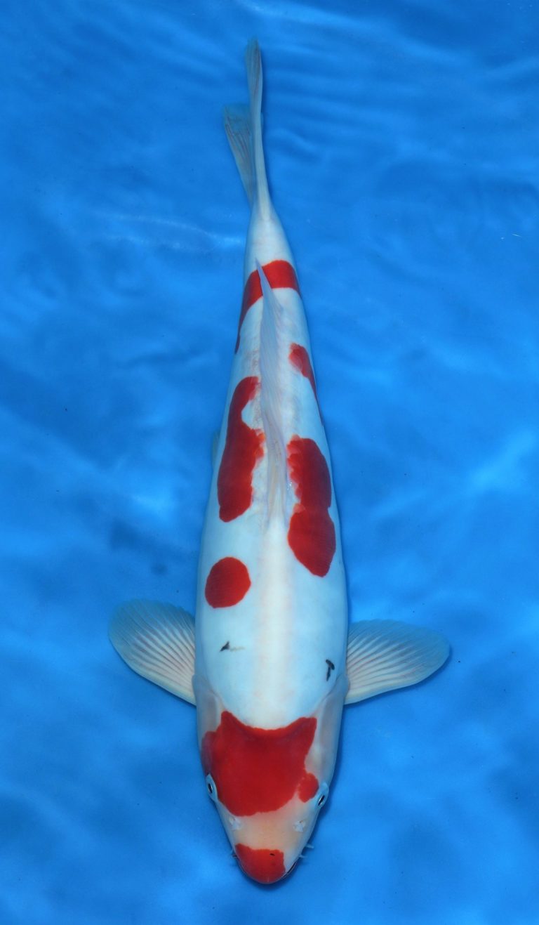 Doitsu Sanke - Grand Koi, LLC