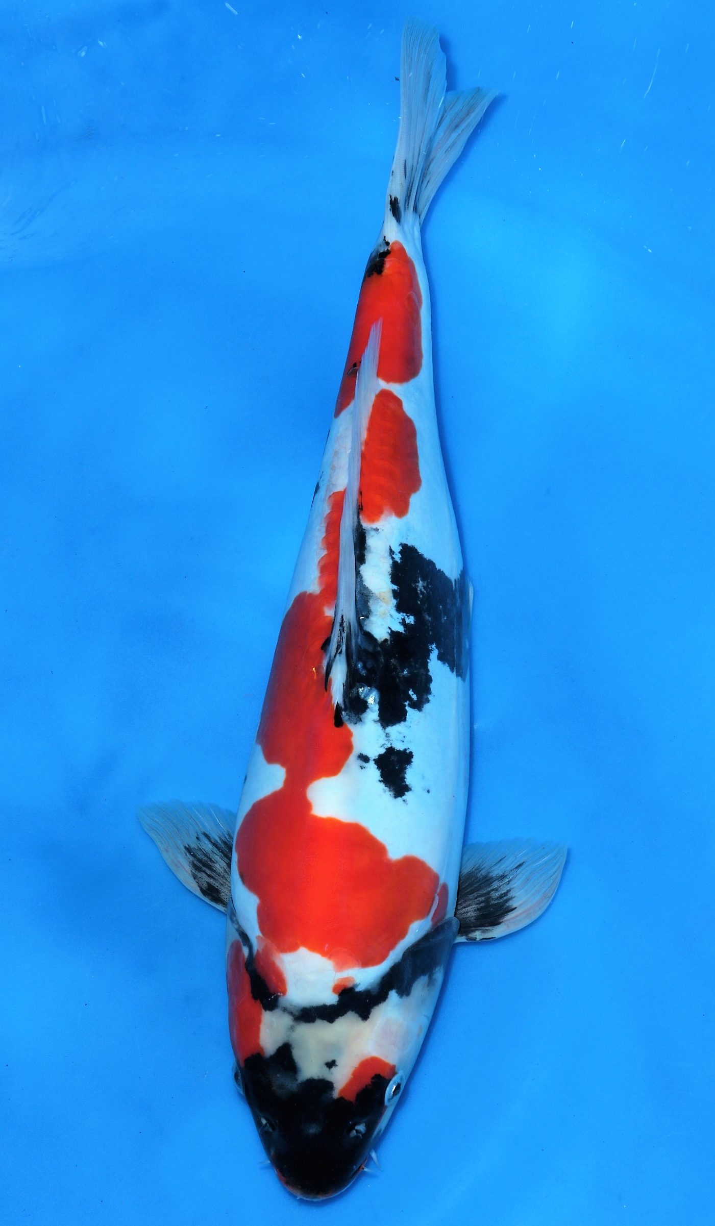 Doitsu Showa SOLD - Grand Koi, LLC