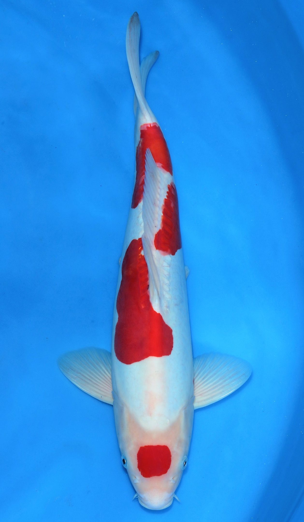 Maruten Doitsu Kohaku SOLD - Grand Koi, LLC