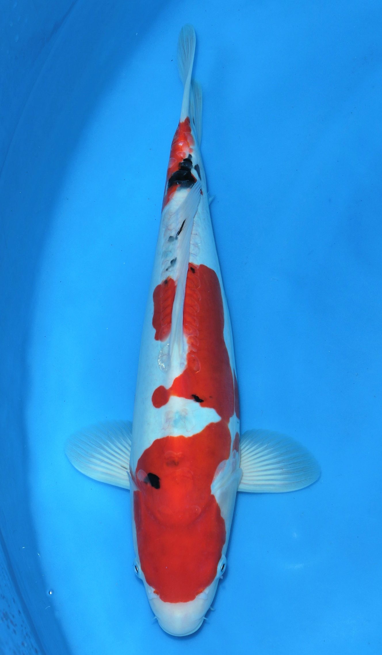 Doitsu Sanke - Grand Koi, LLC