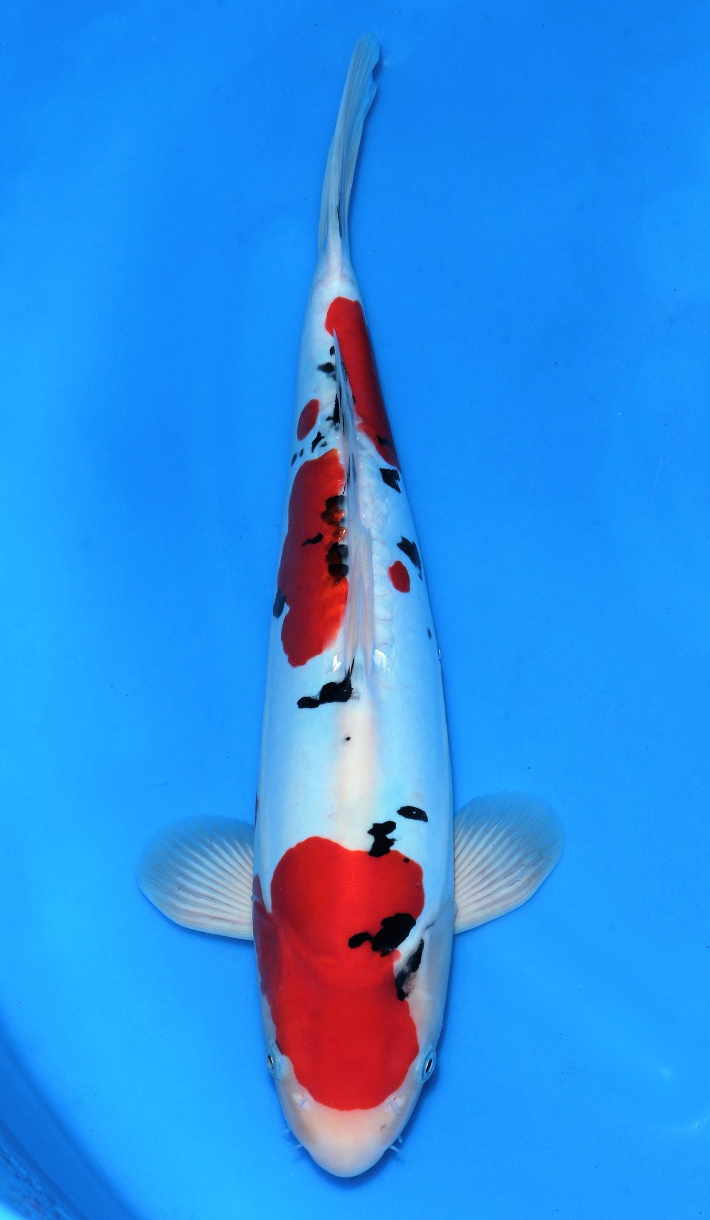 Doitsu Sanke SOLD - Grand Koi, LLC