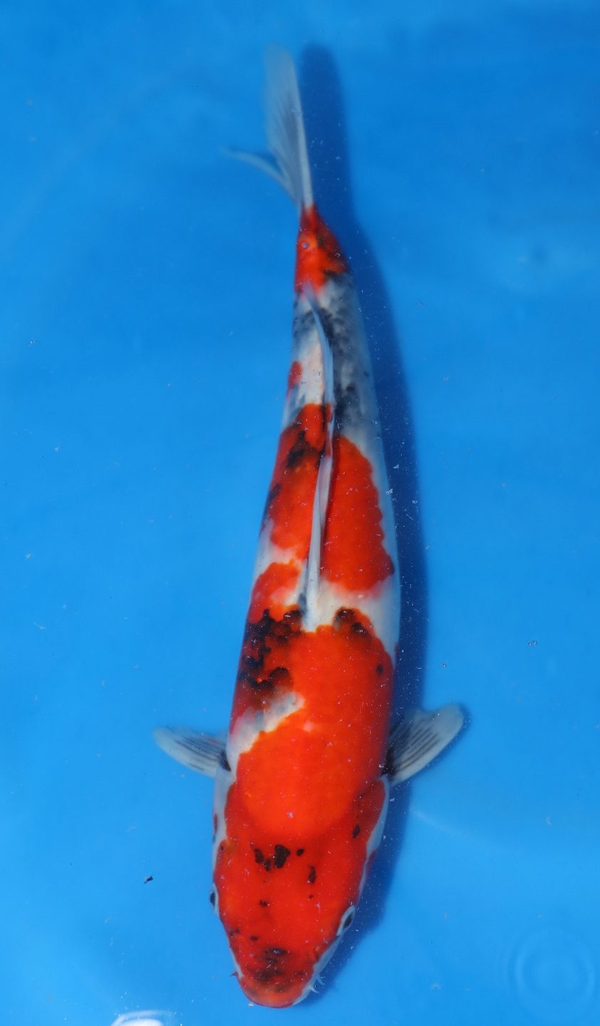 Showa SOLD - Grand Koi, LLC