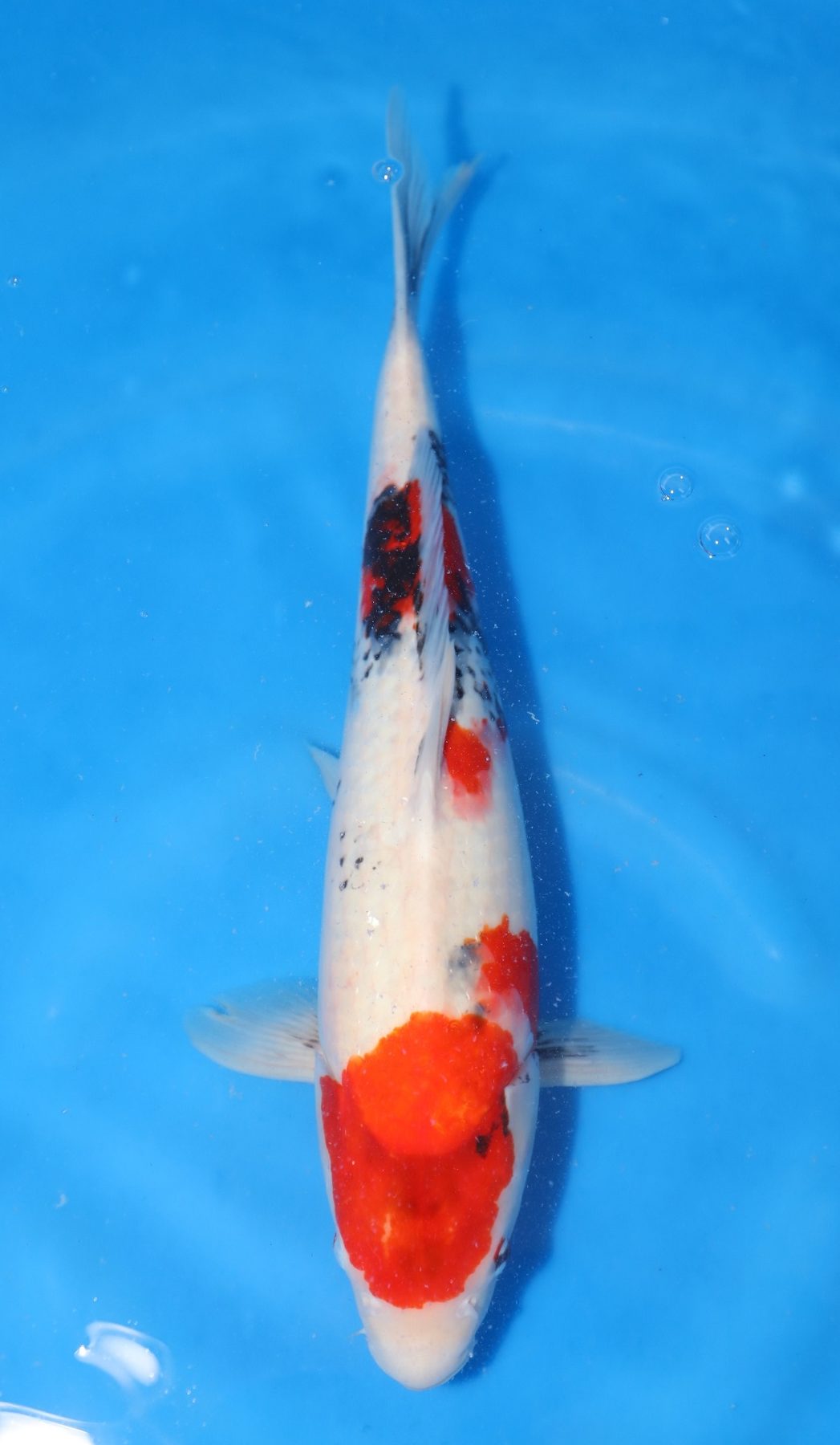 Showa SOLD TH - Grand Koi, LLC