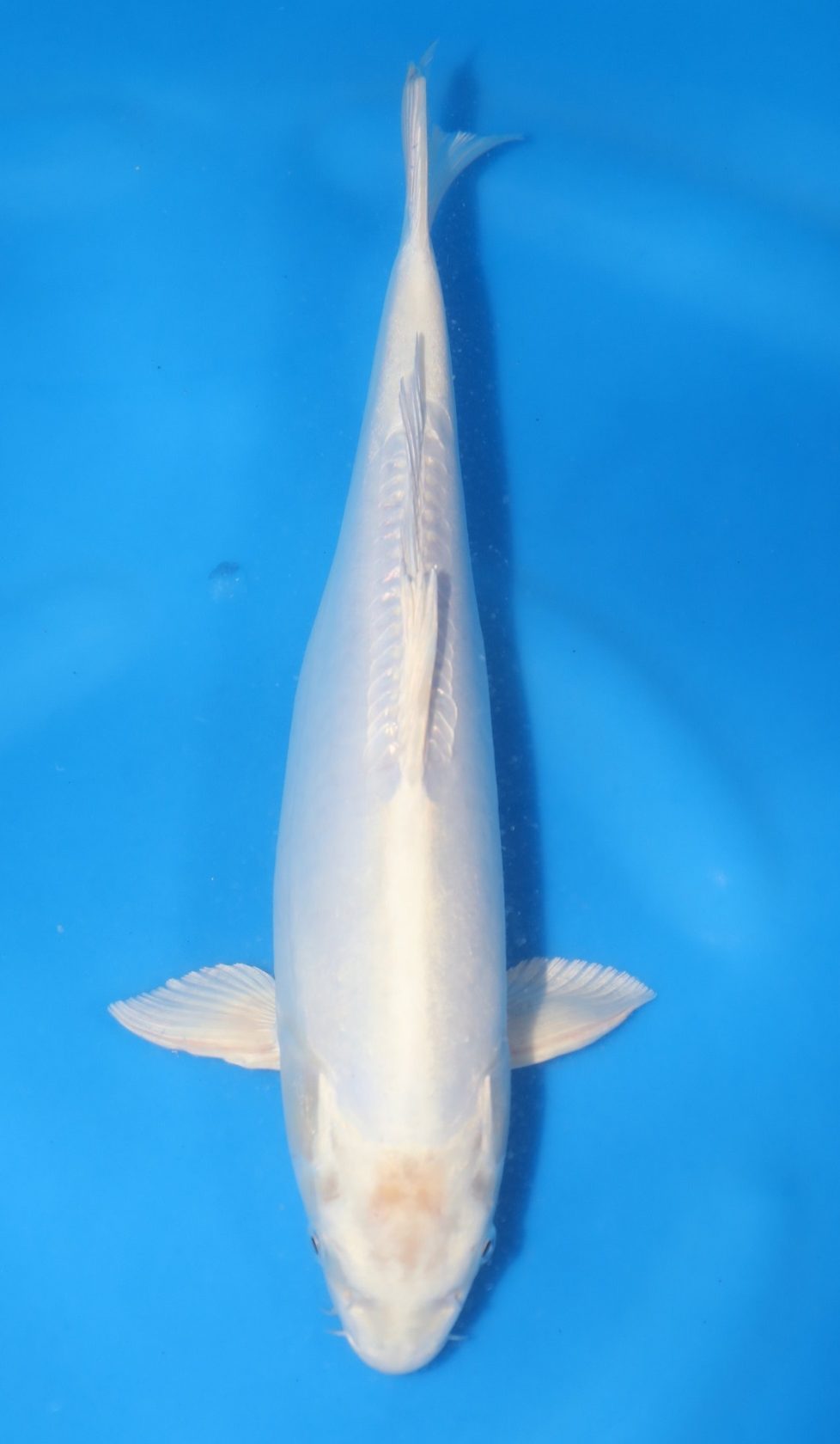 Doitsu Platinum SOLD - Grand Koi, LLC