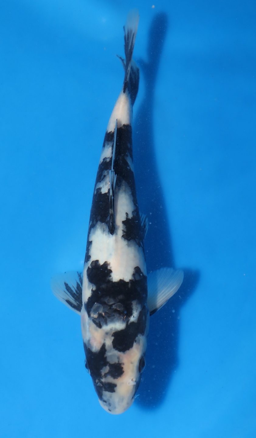 Shiro Utsuri - Grand Koi, LLC