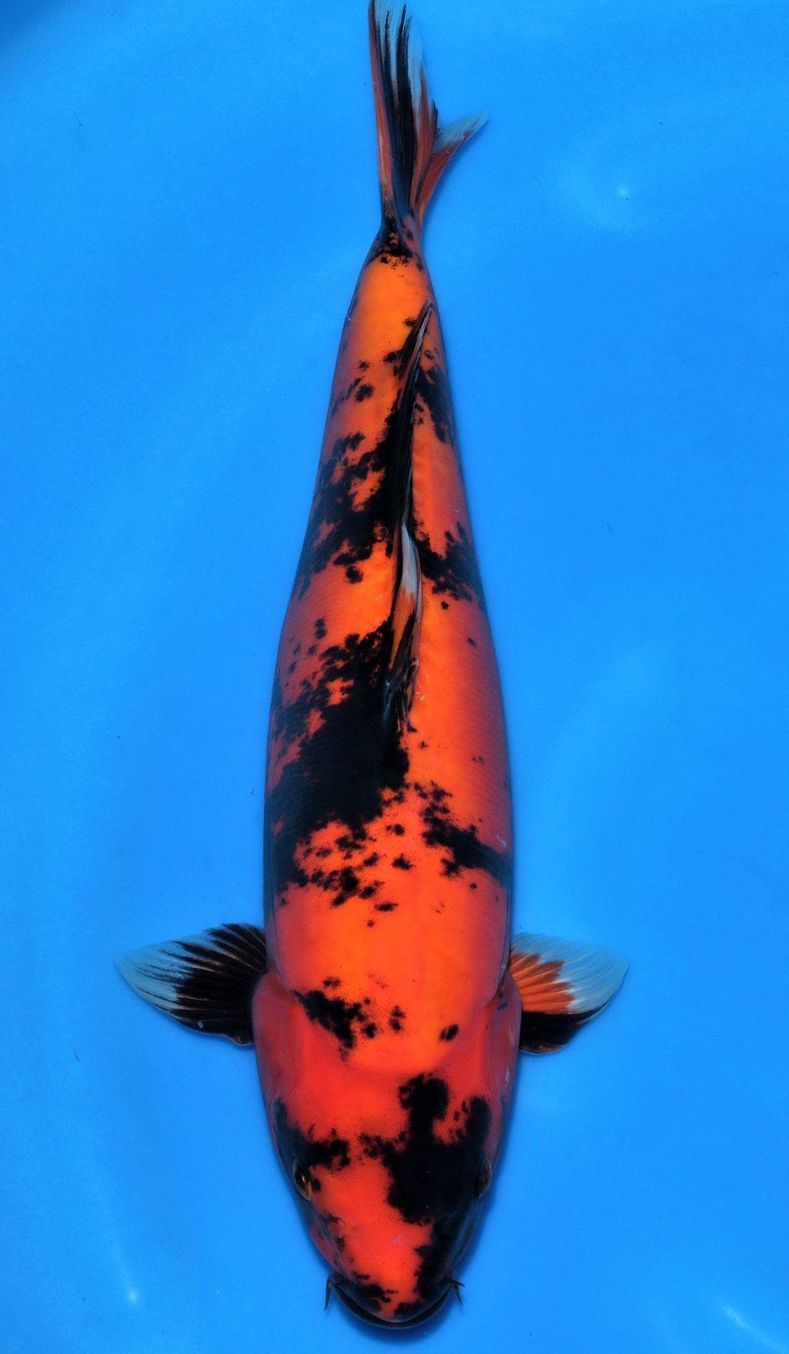 Doitsu Hi Utsuri S101 - Grand Koi, LLC