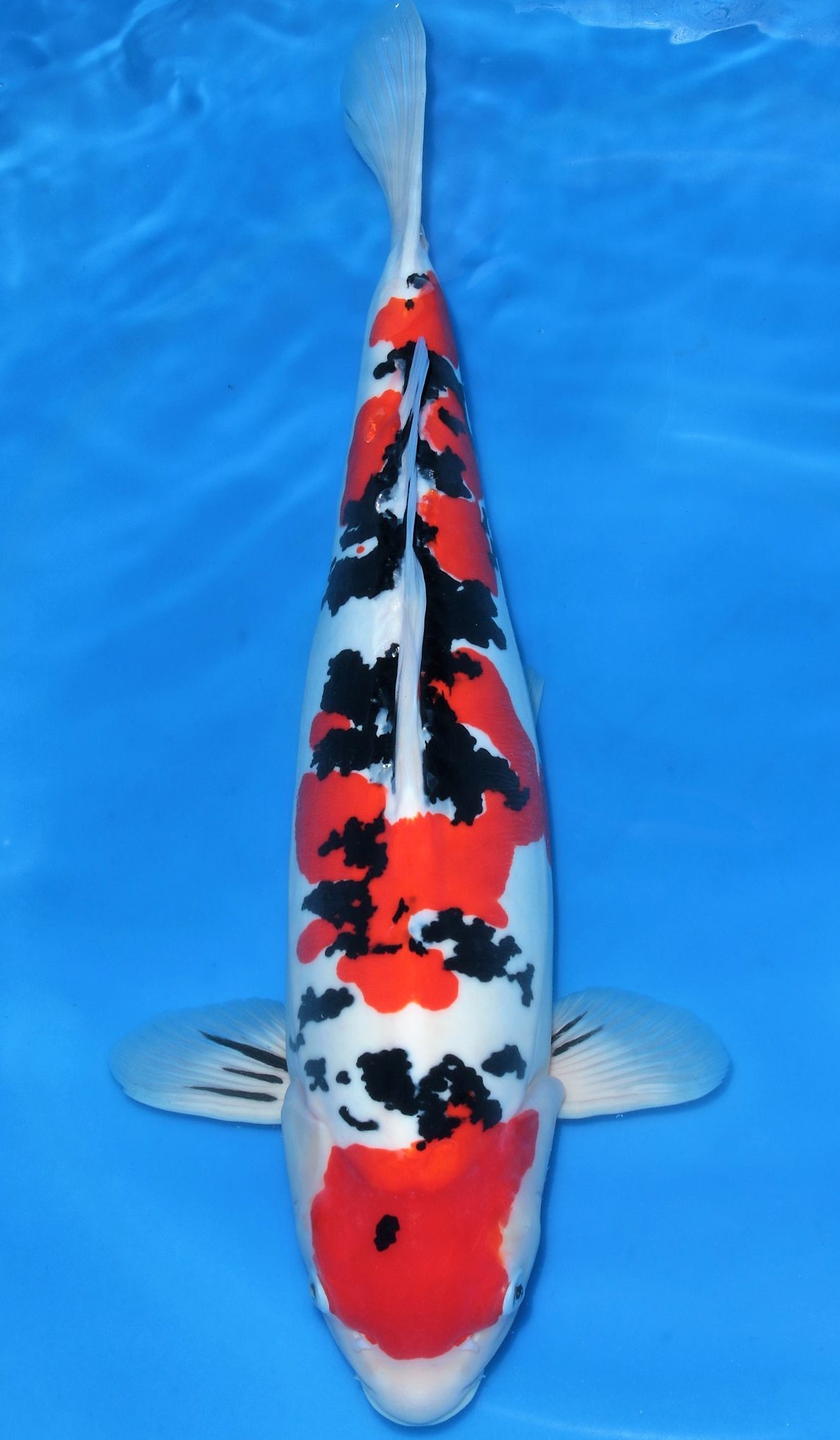 Doitsu Sanke SOLD - Grand Koi, LLC