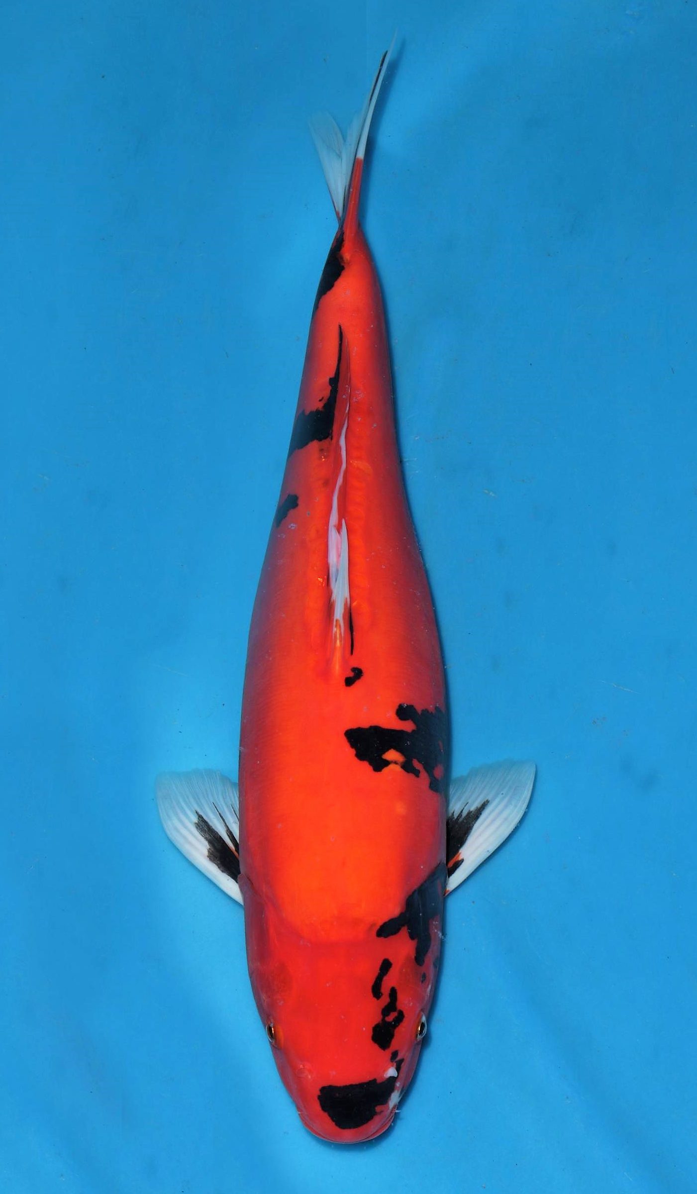 Doitsu Hi Utsuri S101 - Grand Koi, LLC