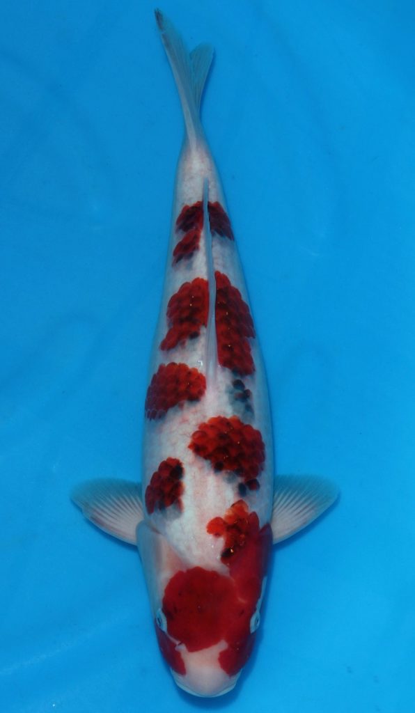 Goromo - Grand Koi, LLC