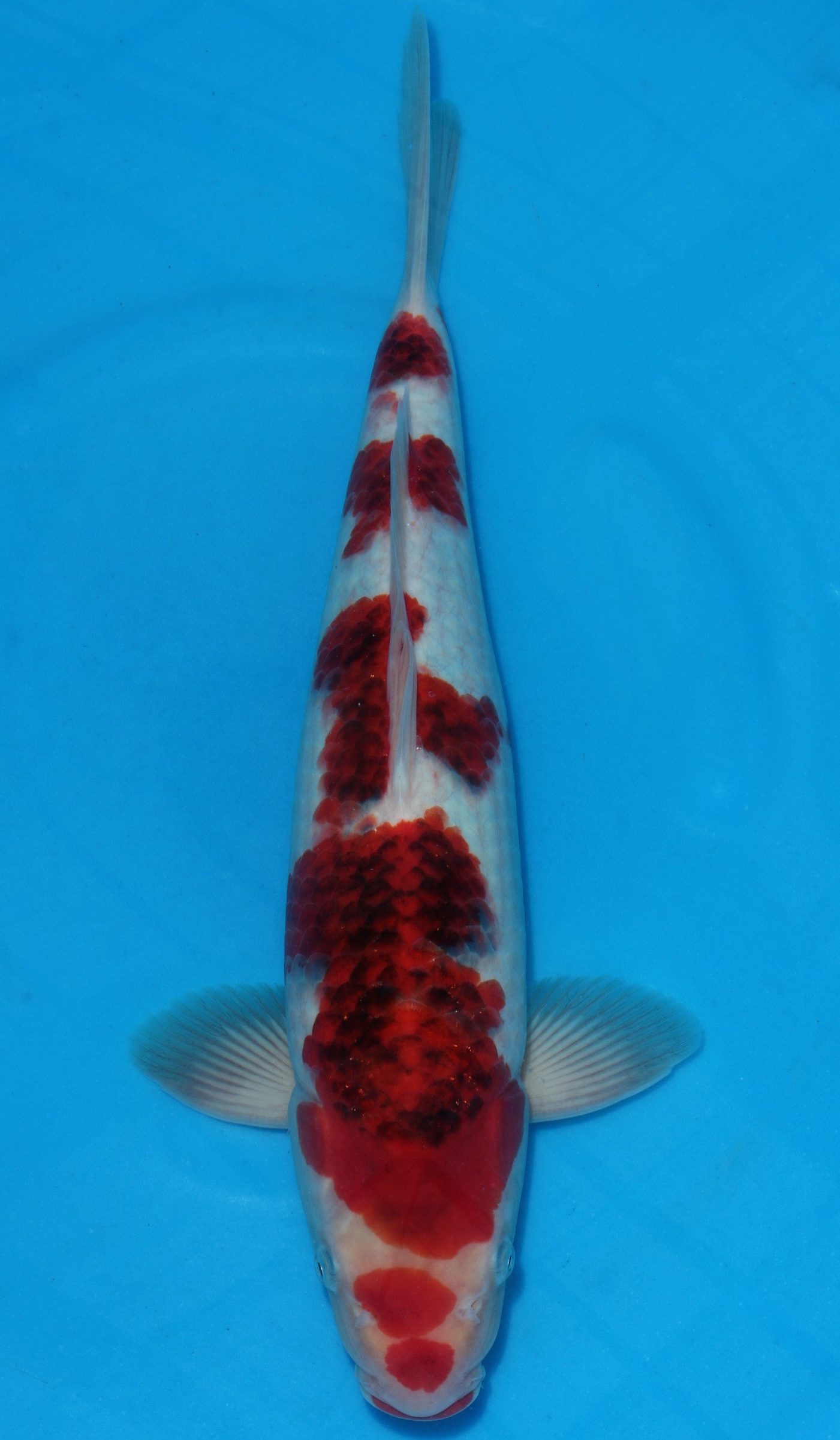 Goromo S101 - Grand Koi, LLC