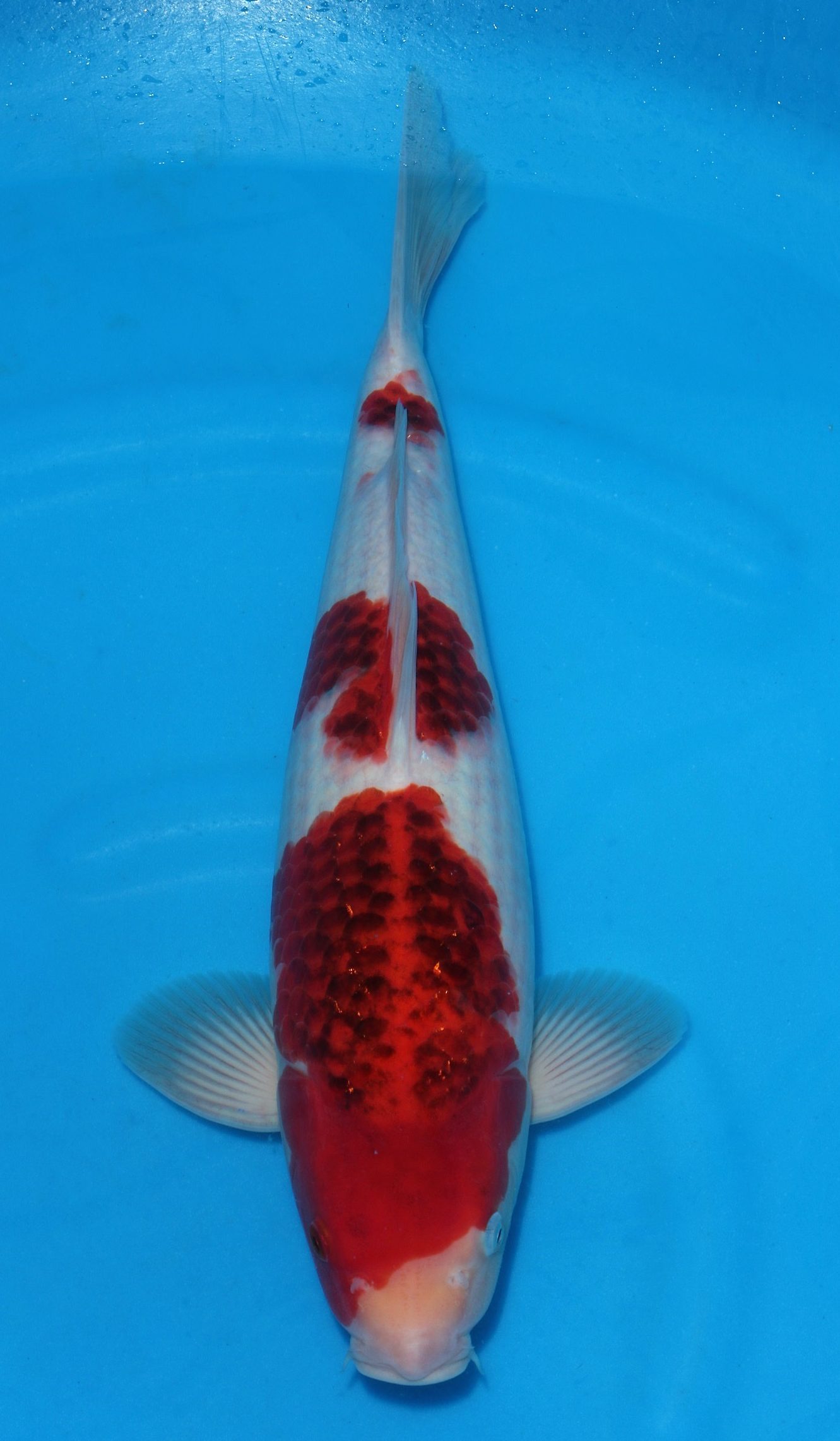 Goromo SOLD Wholesale - Grand Koi, LLC