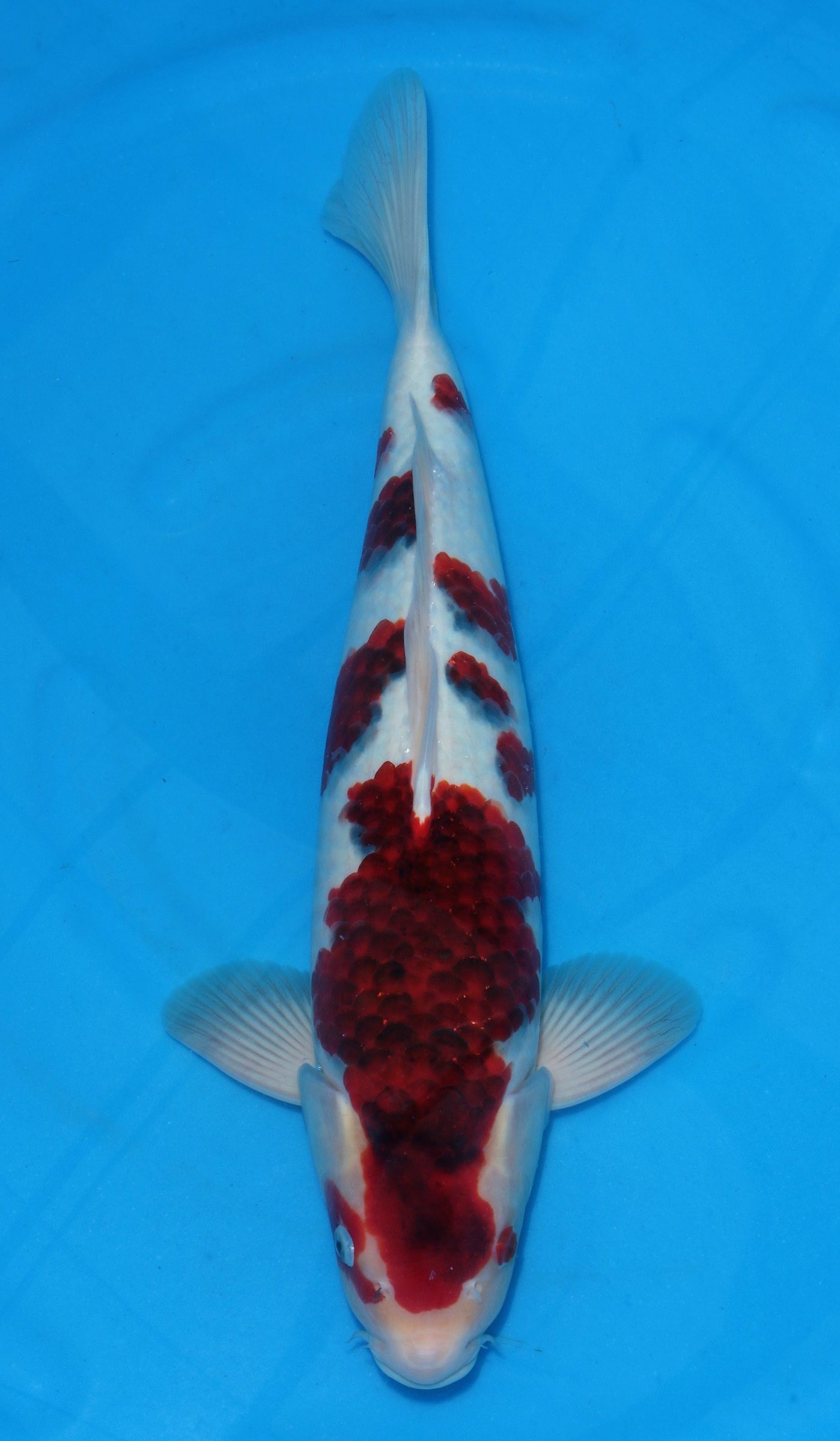 Goromo SOLD Wholesale - Grand Koi, LLC