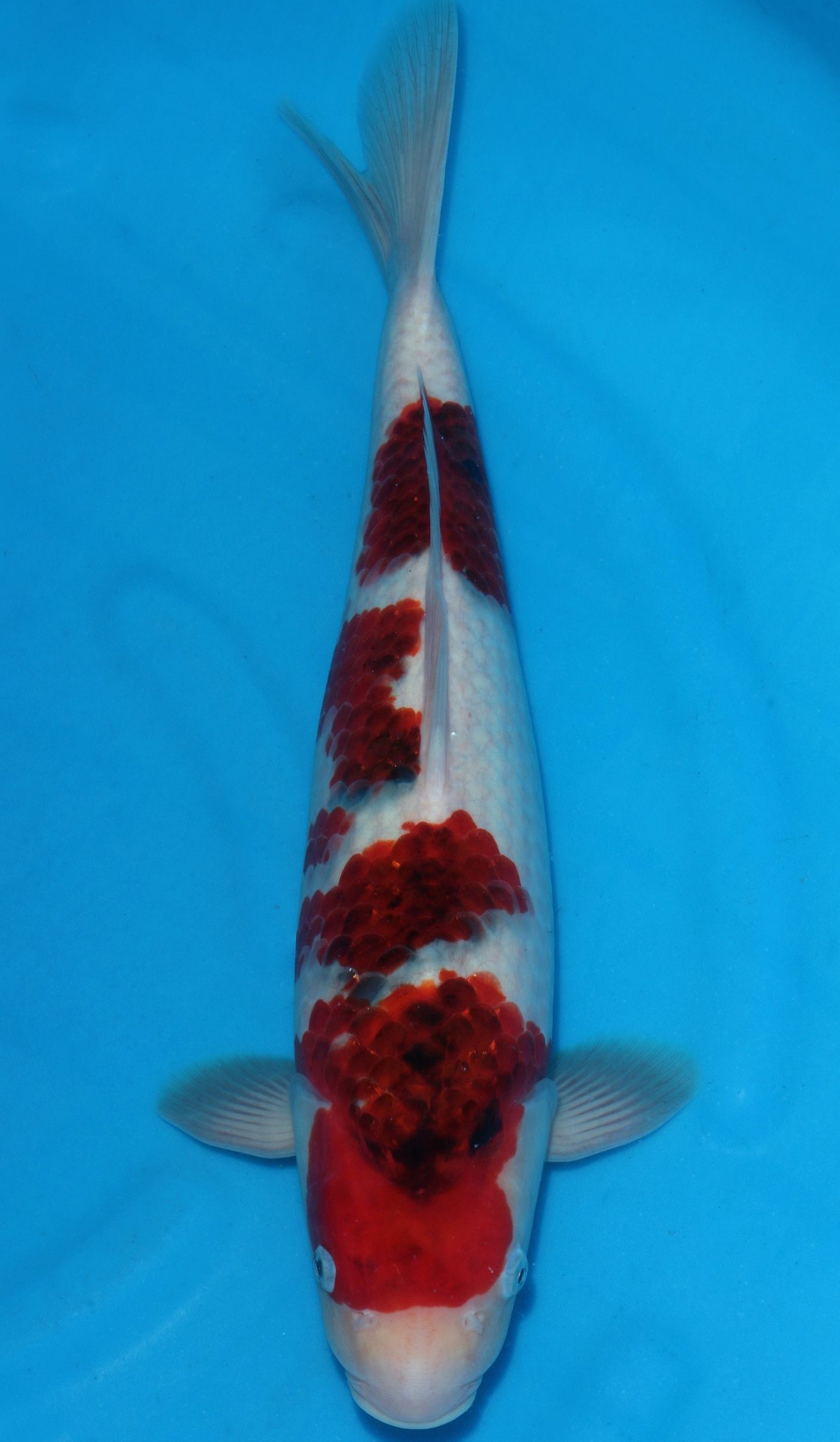 Goromo SOLD Wholesale - Grand Koi, LLC