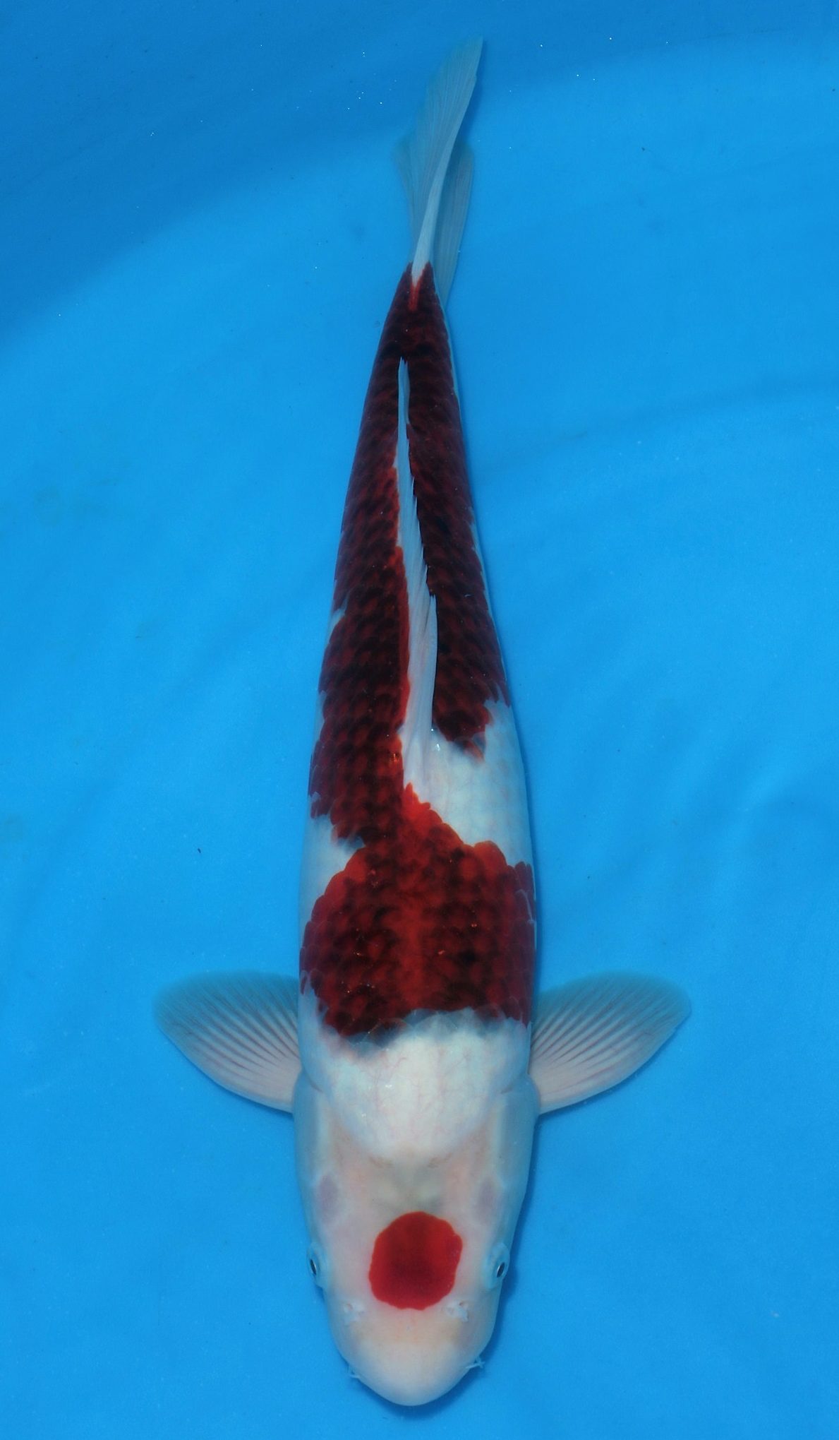 Maruten Goromo SOLD Wholesale - Grand Koi, LLC