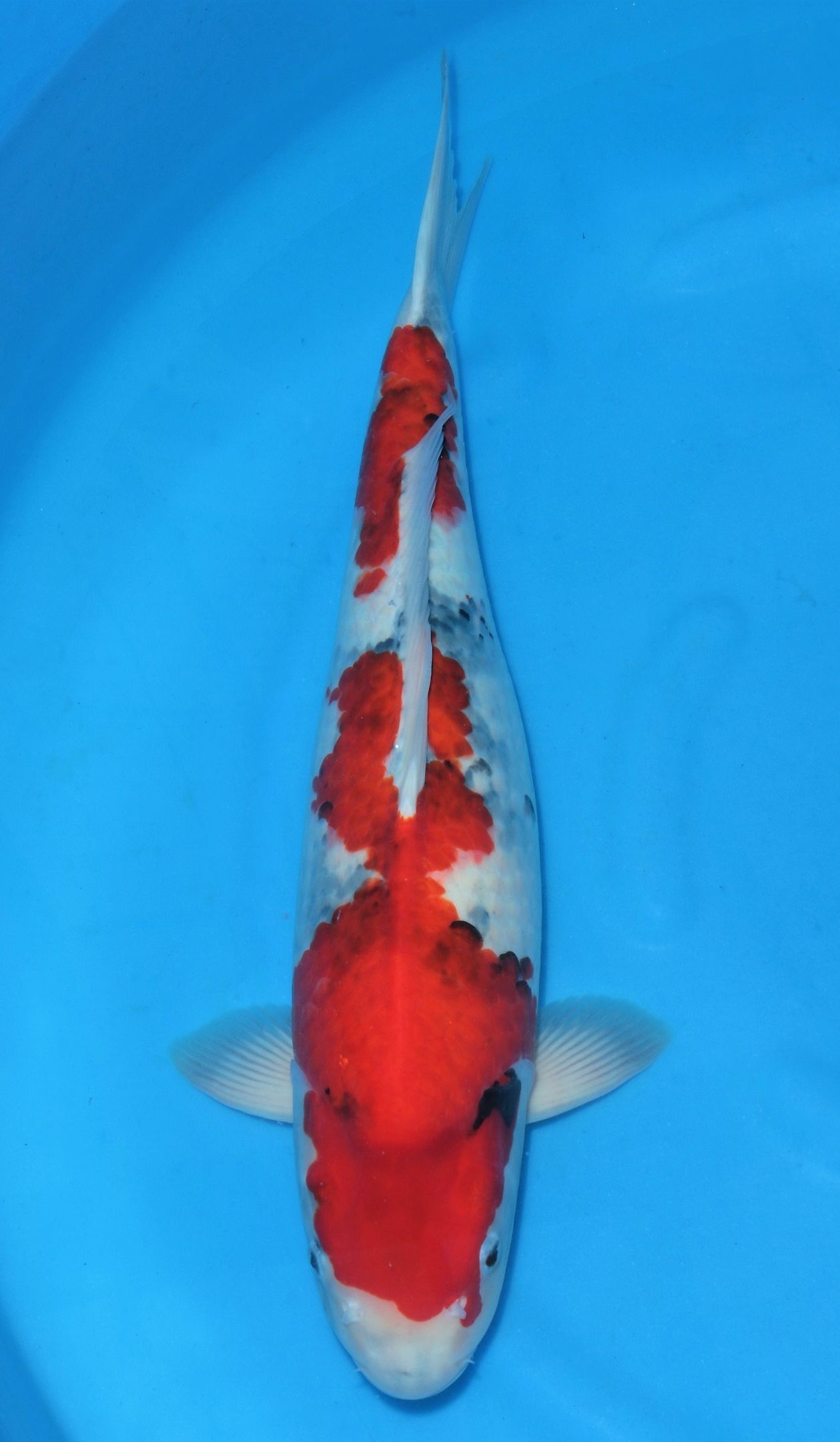 Showa Grand Koi Llc
