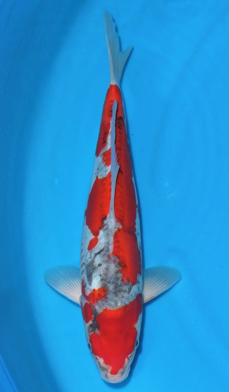 Doitsu Goshiki SOLD Wholesale - Grand Koi, LLC