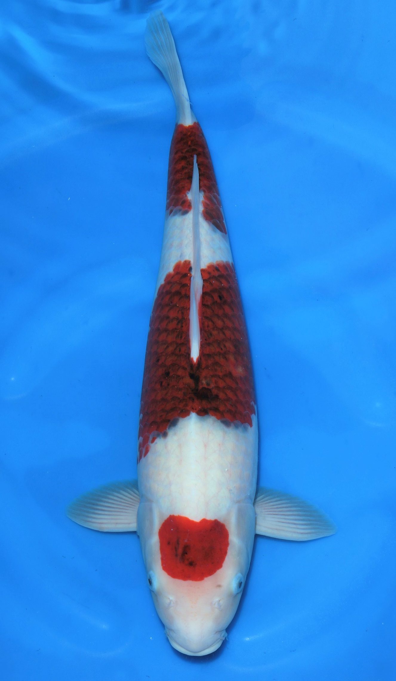 Maruten Goromo SOLD - Grand Koi, LLC