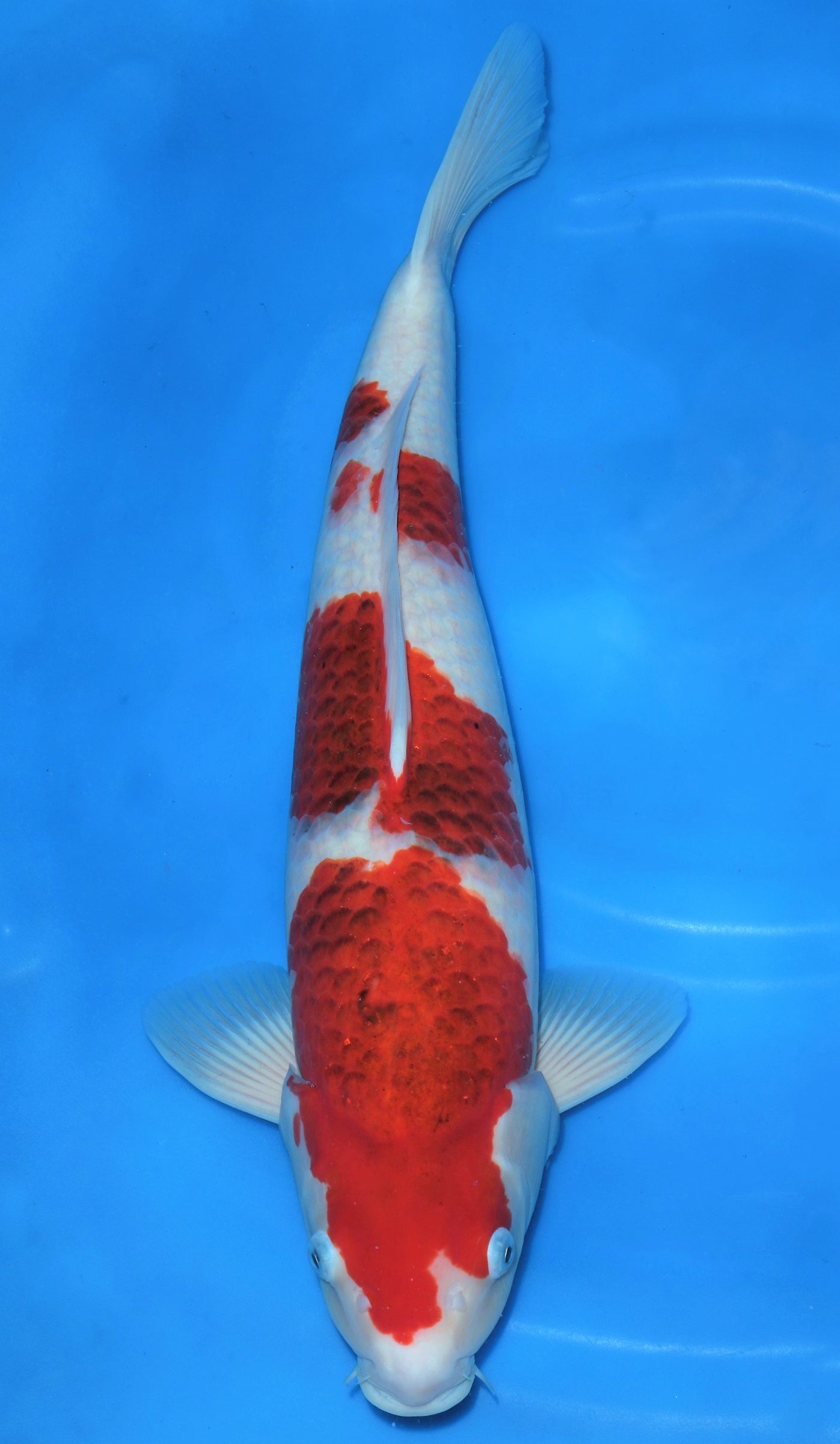 Goromo SOLD Wholesale - Grand Koi, LLC