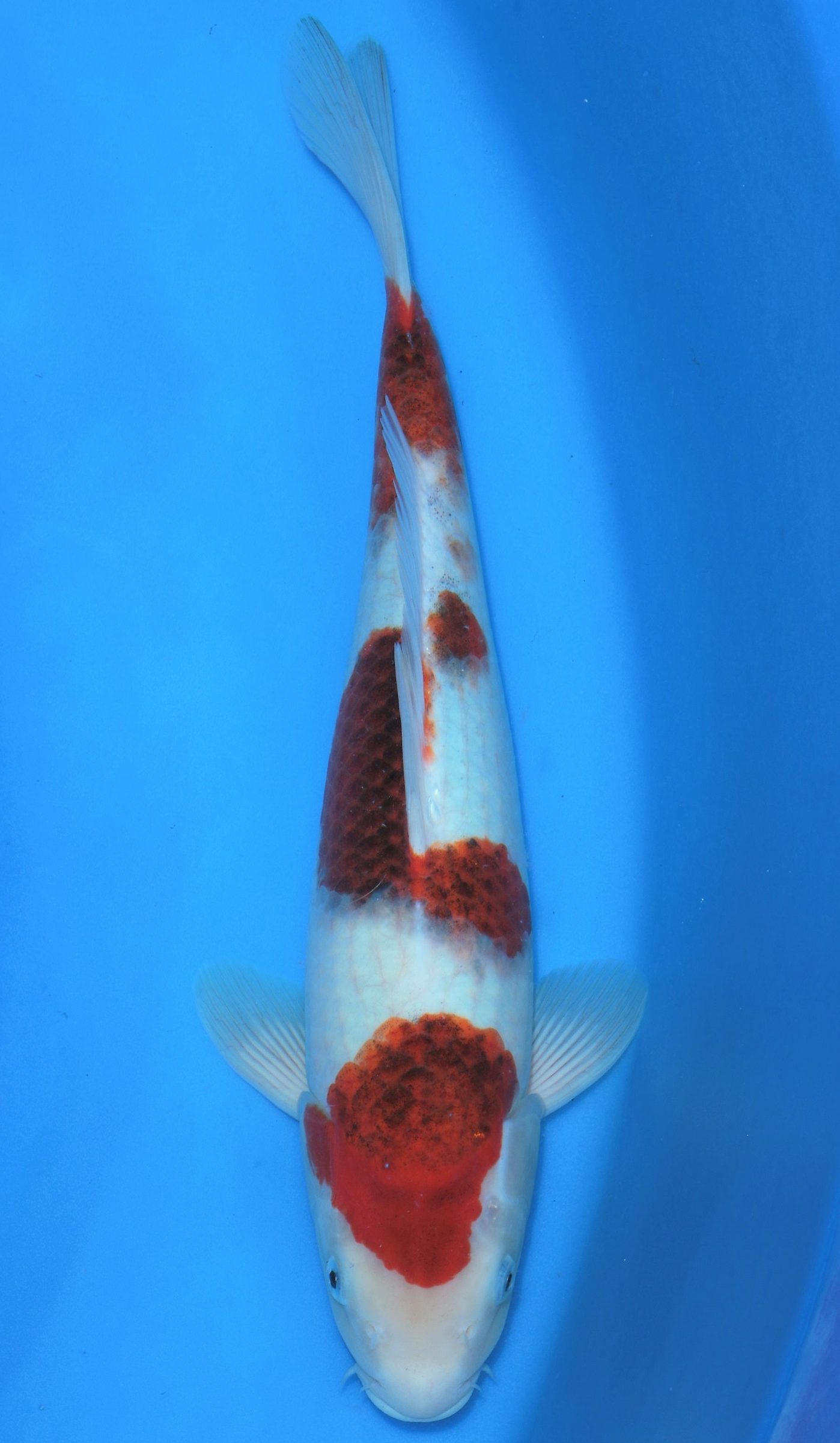 Goromo SOLD Wholesale - Grand Koi, LLC