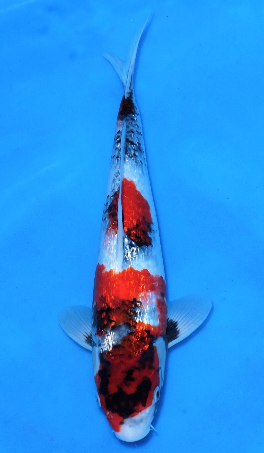 Gin Rin Showa - Grand Koi, LLC