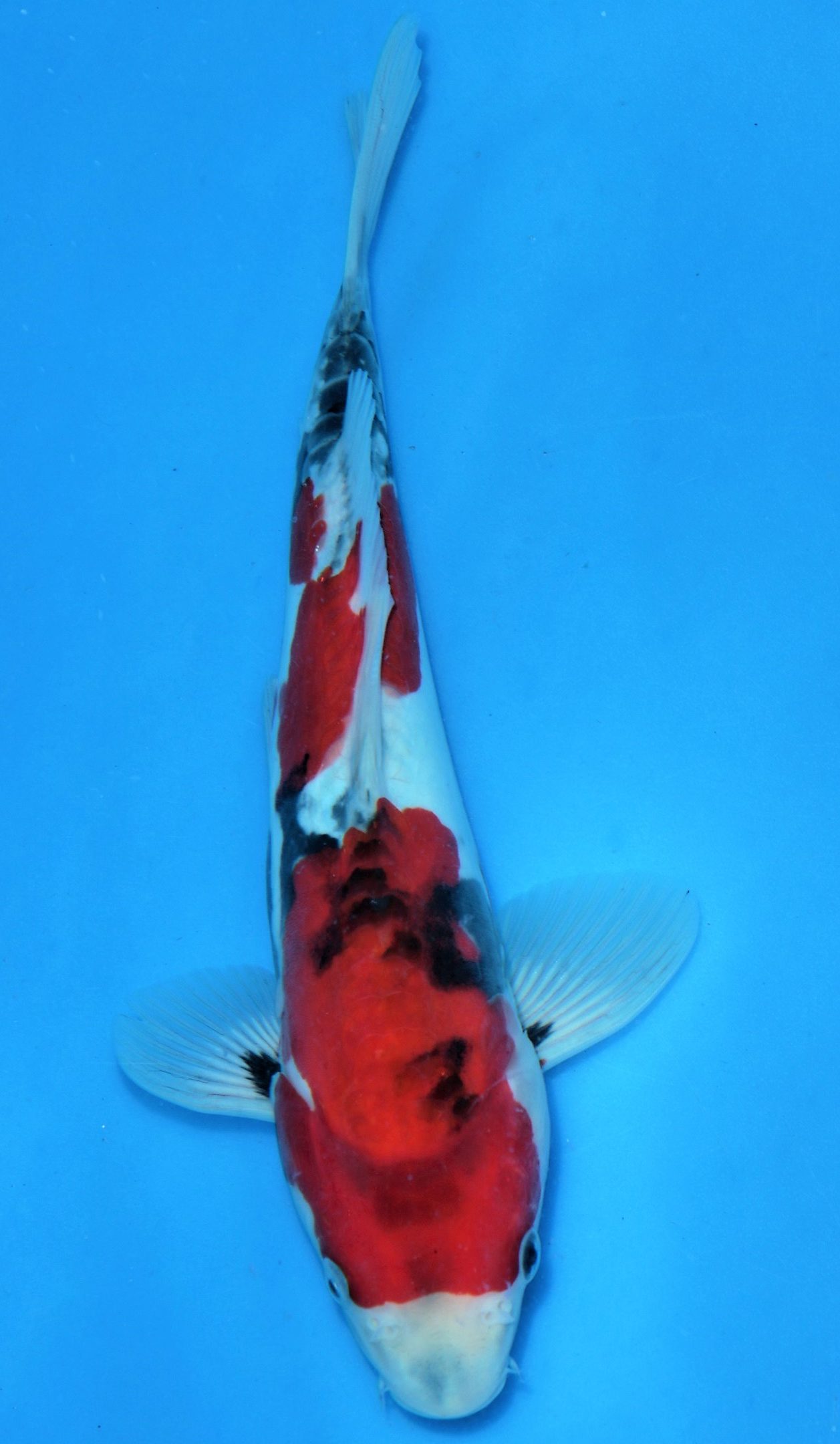 Doitsu Showa - Grand Koi, LLC