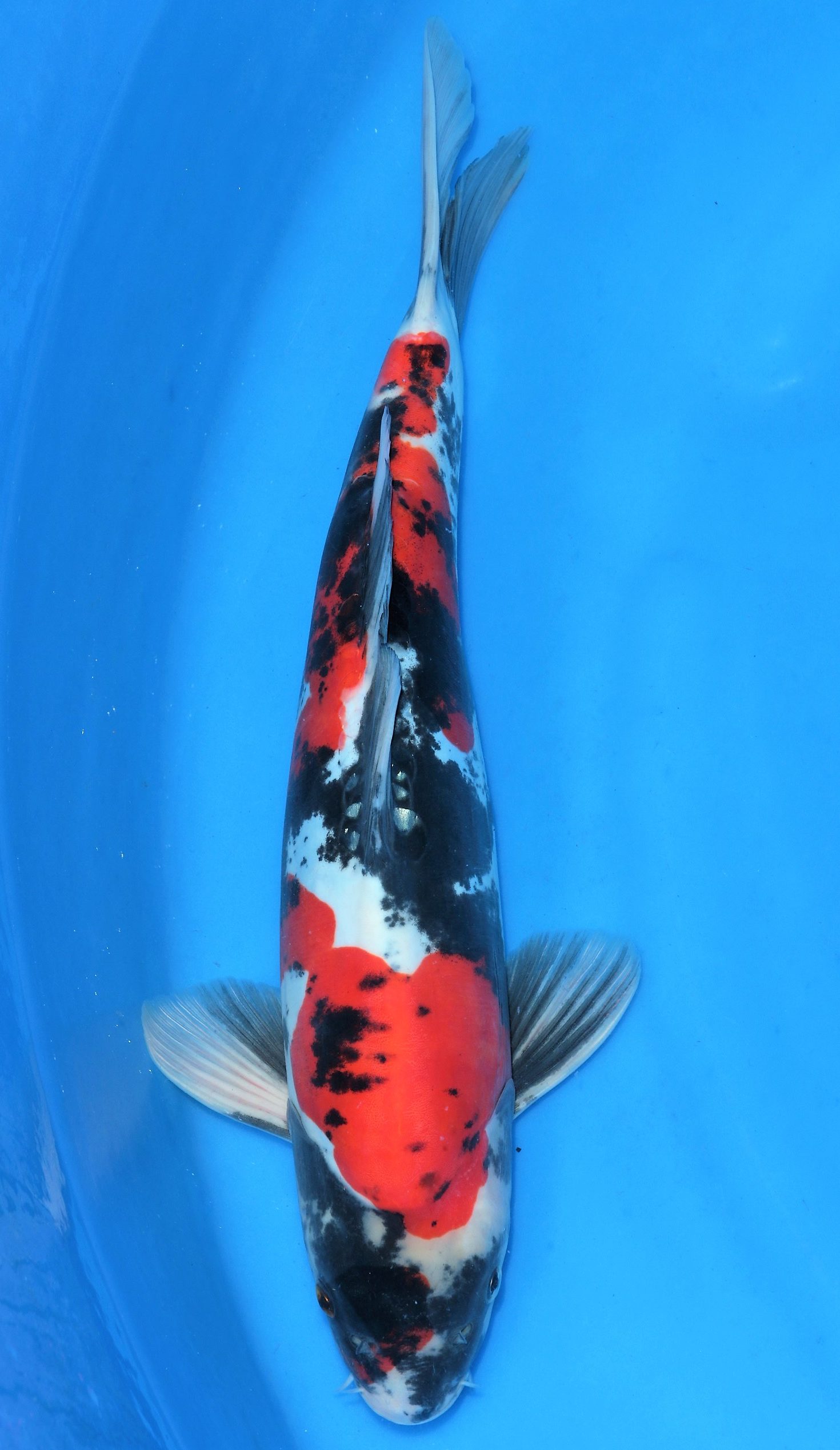 Doitsu Showa SOLD - Grand Koi, LLC
