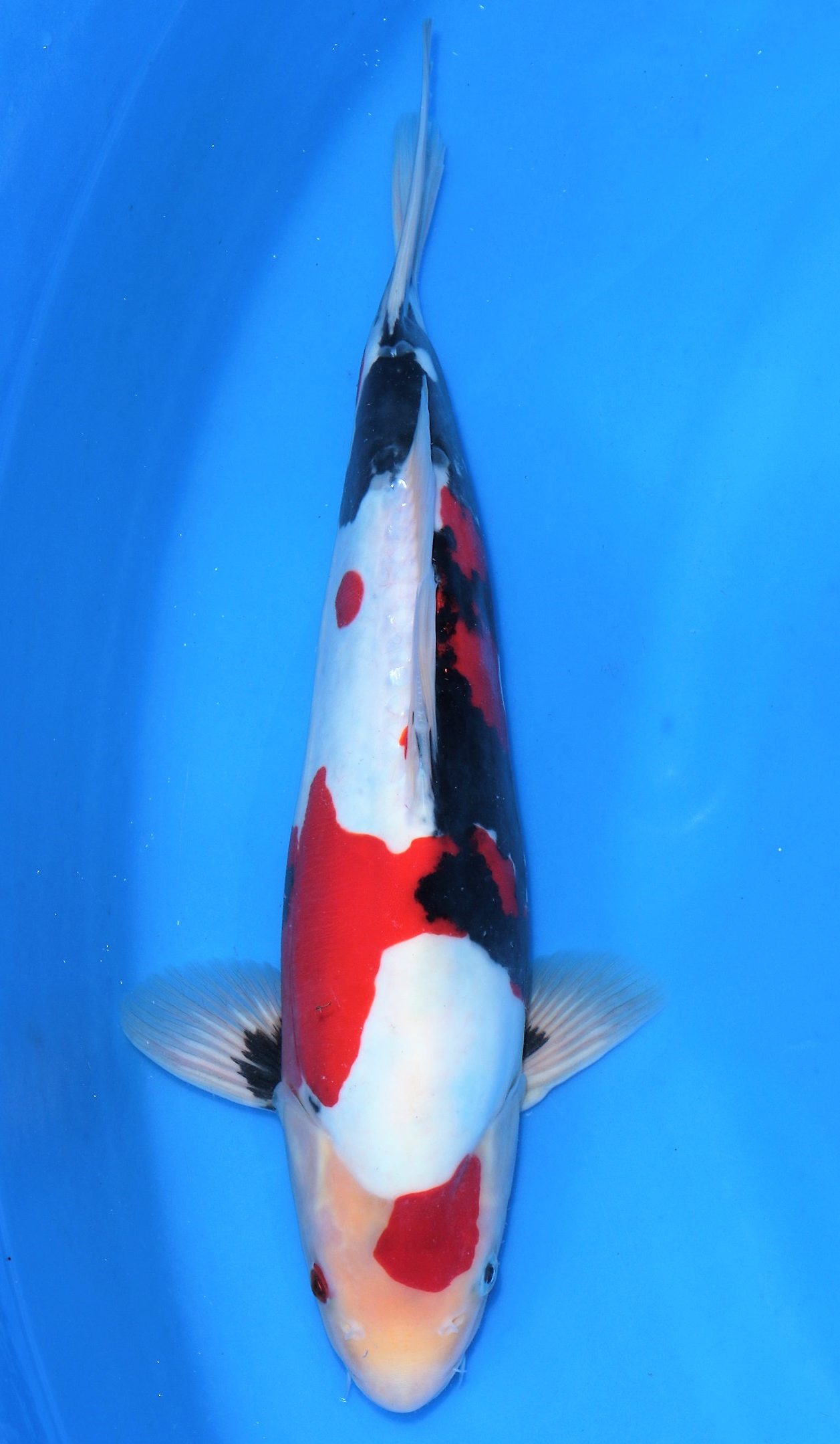 Doitsu Showa SOLD - Grand Koi, LLC