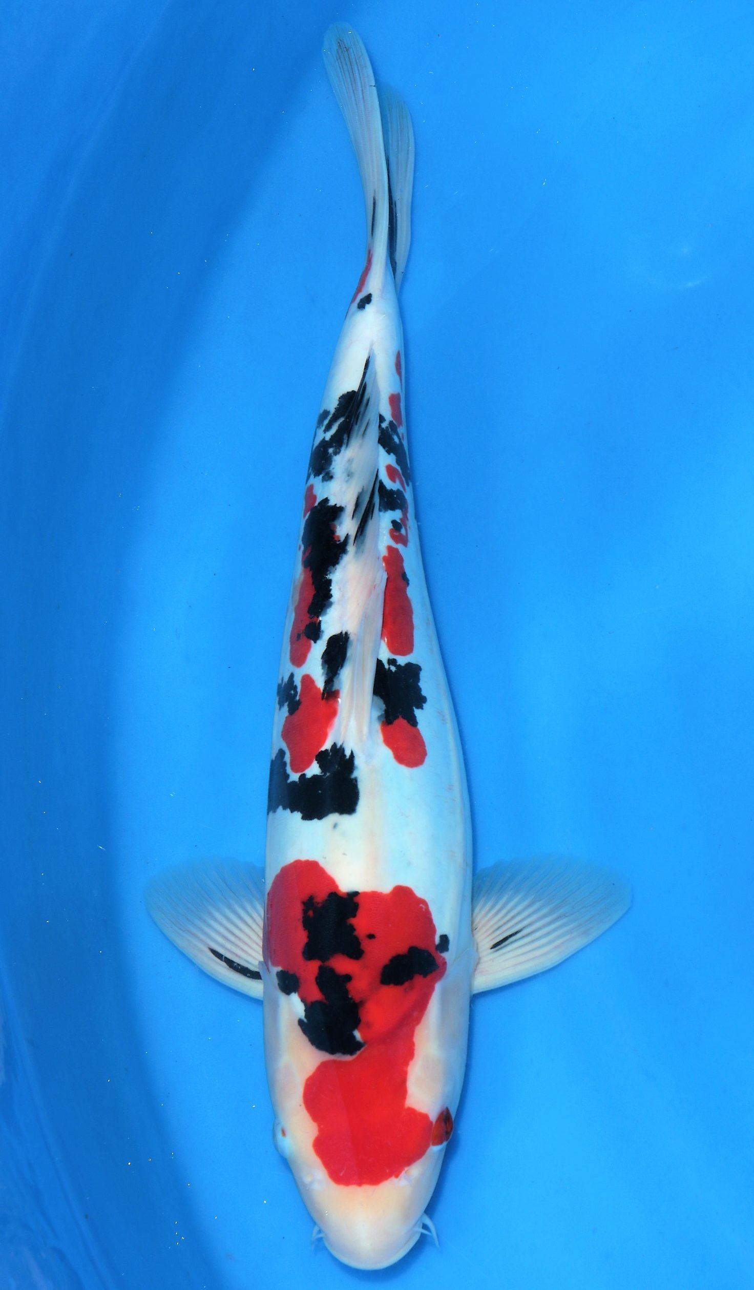Doitsu Sanke SOLD - Grand Koi, LLC
