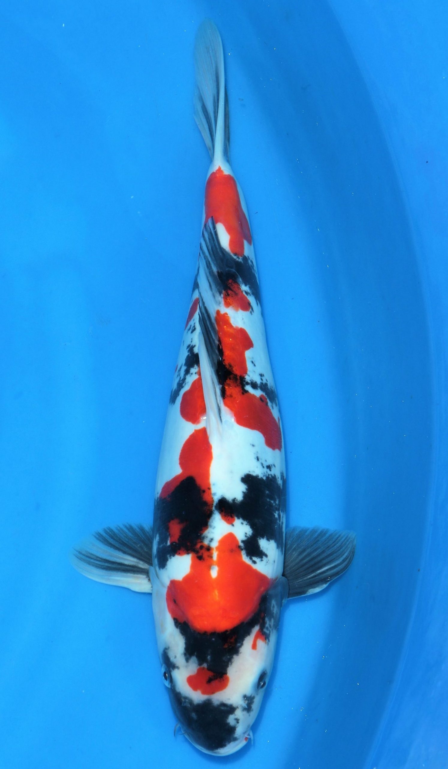 Doitsu Showa SOLD - Grand Koi, LLC