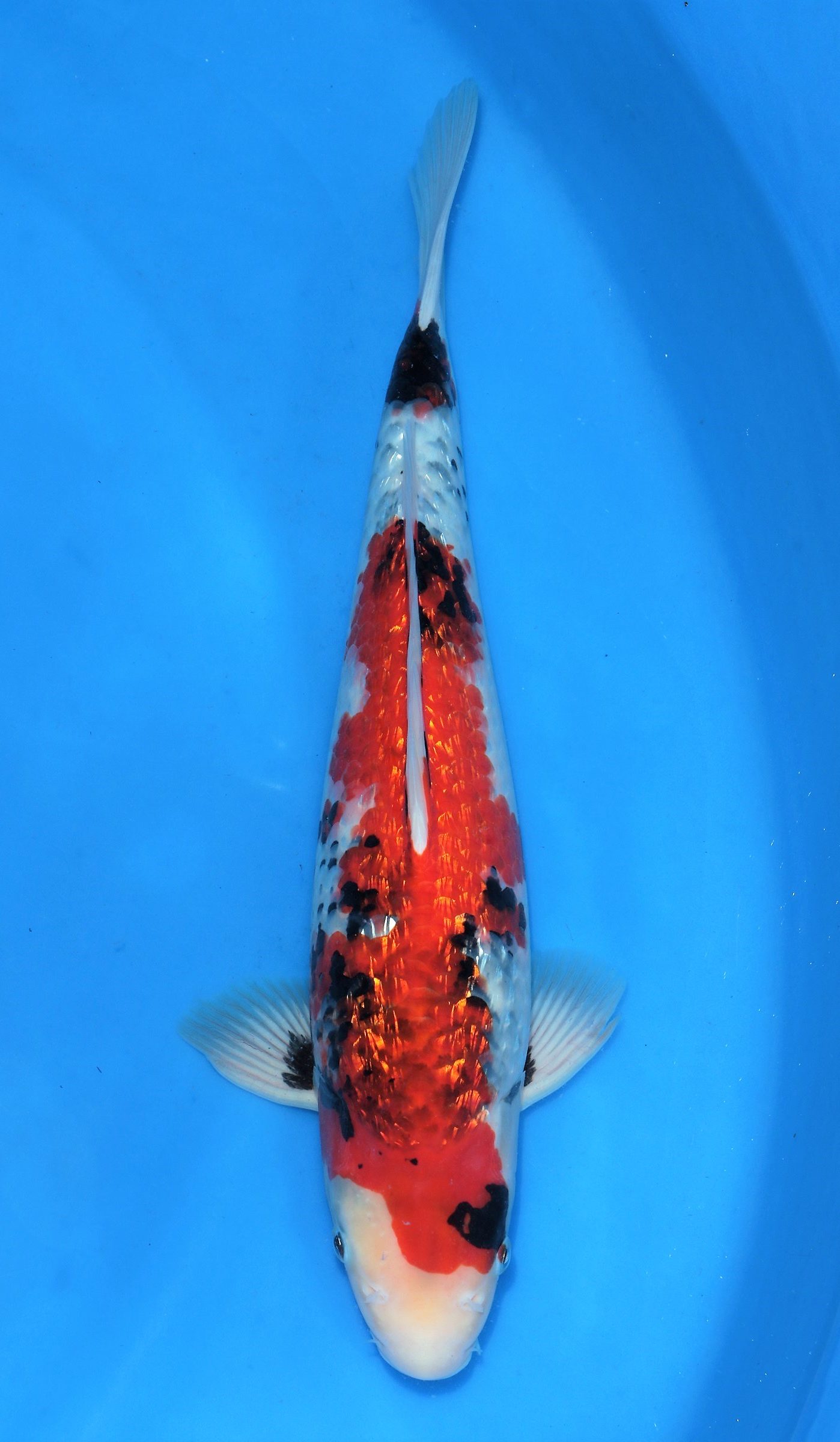 Gin Rin Showa - Grand Koi, LLC