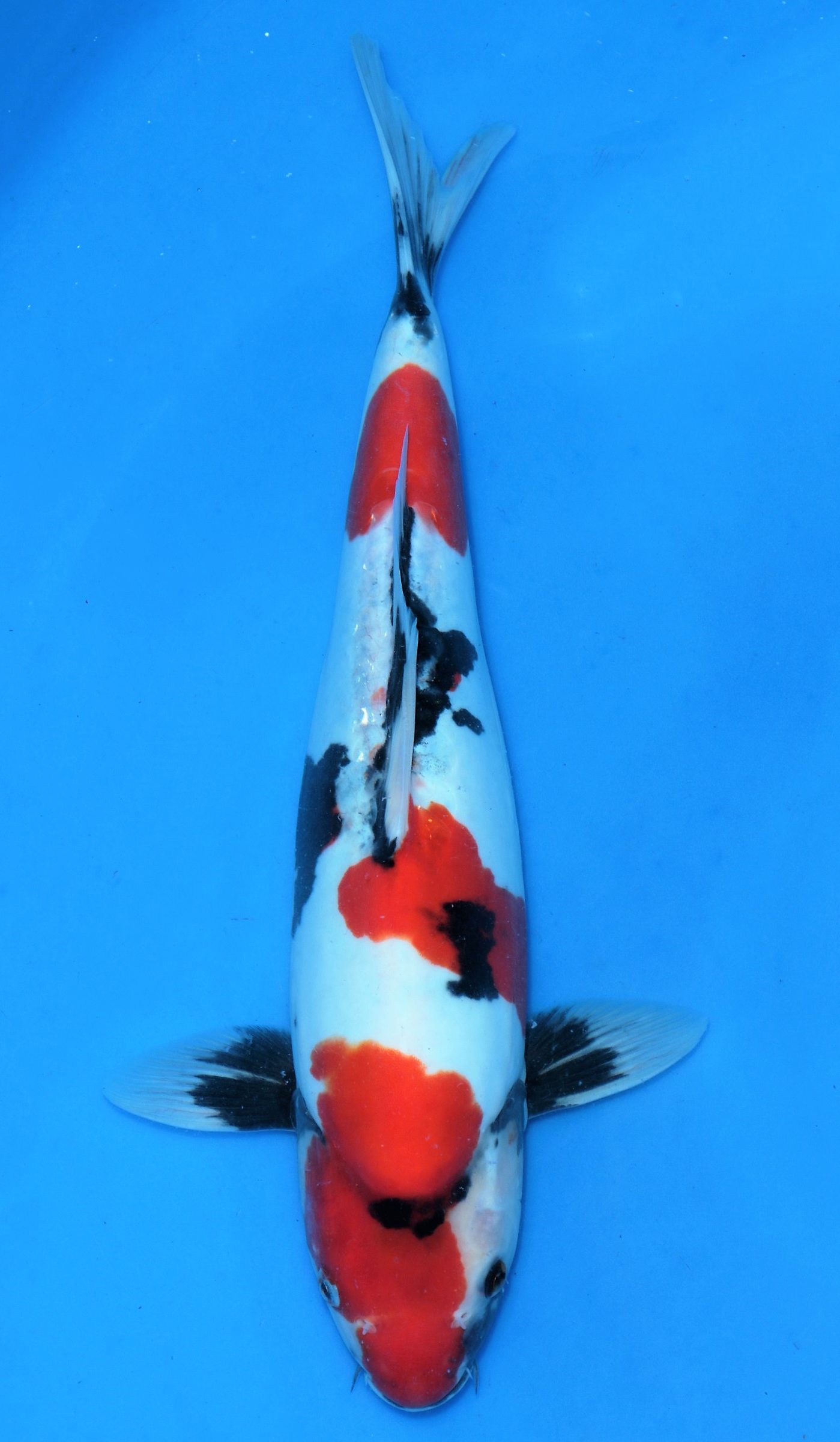 Doitsu Showa Grand Koi Llc