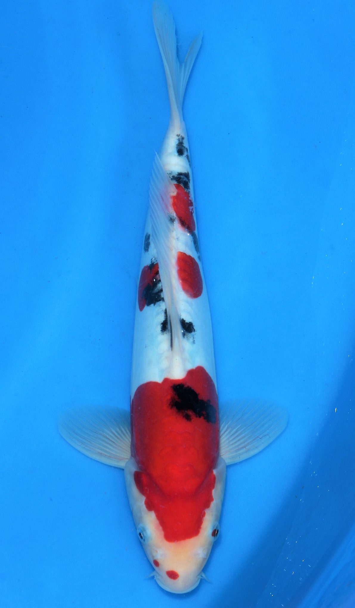 Doitsu Sanke ON HOLD TOK 349 - Grand Koi, LLC