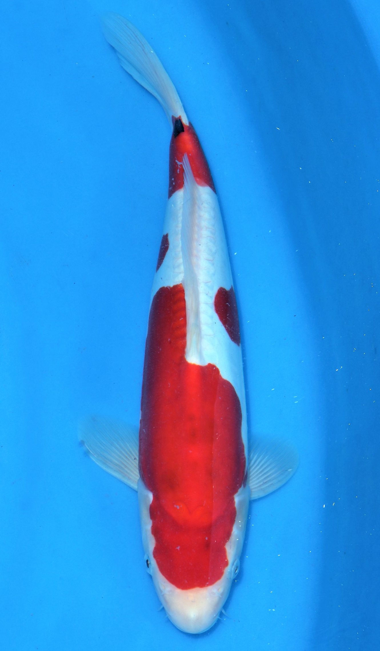 Doitsu Kohaku - Grand Koi, LLC