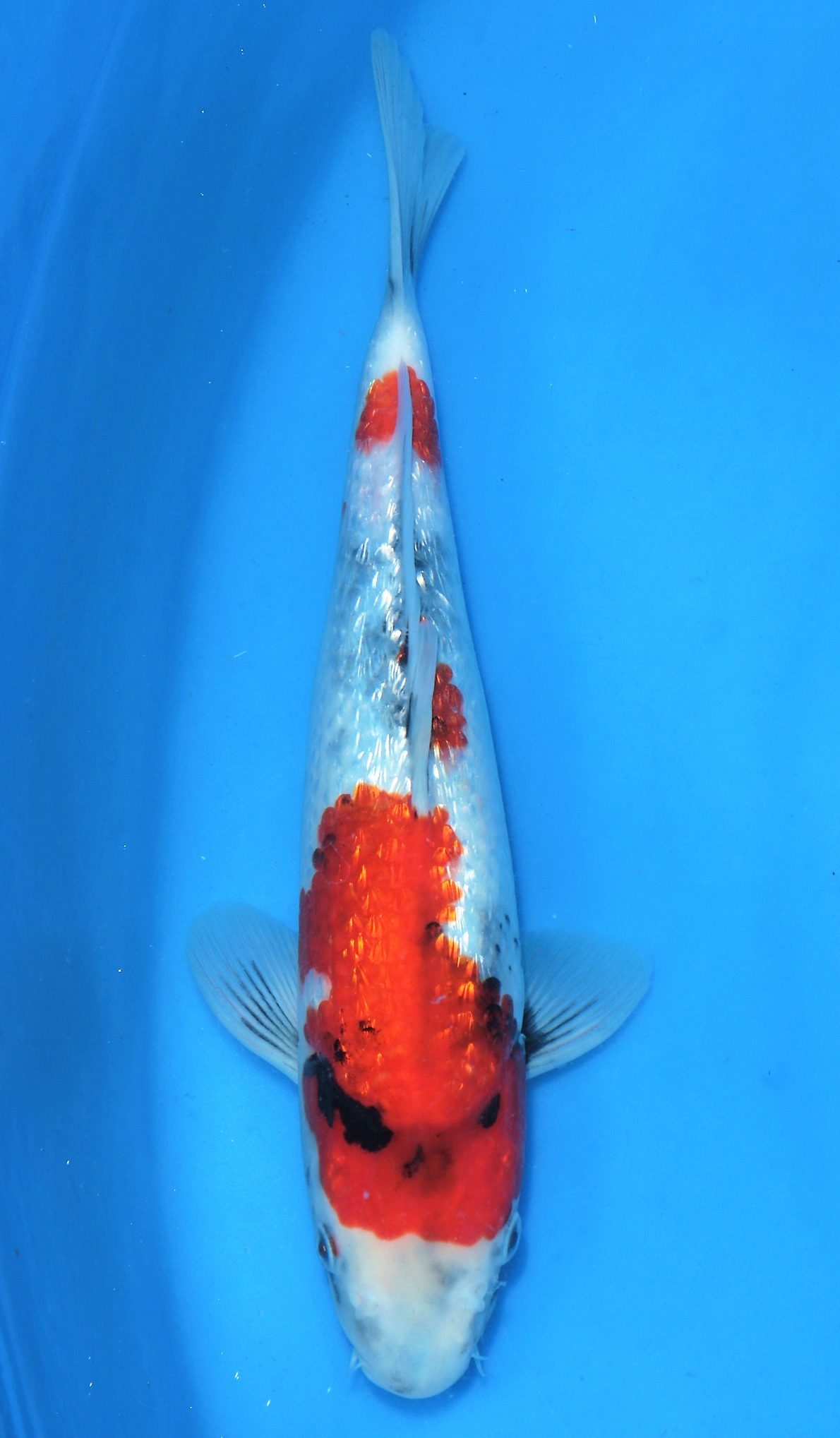 Gin Rin Showa - Grand Koi, LLC