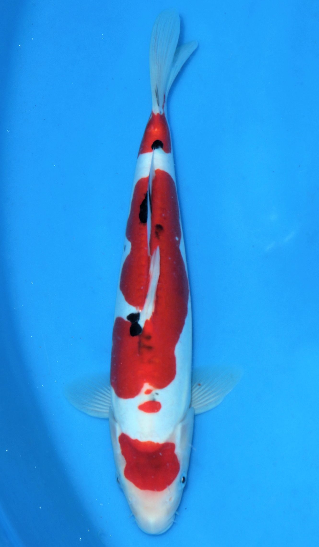 Doitsu Sanke ON HOLD TOK 349 - Grand Koi, LLC