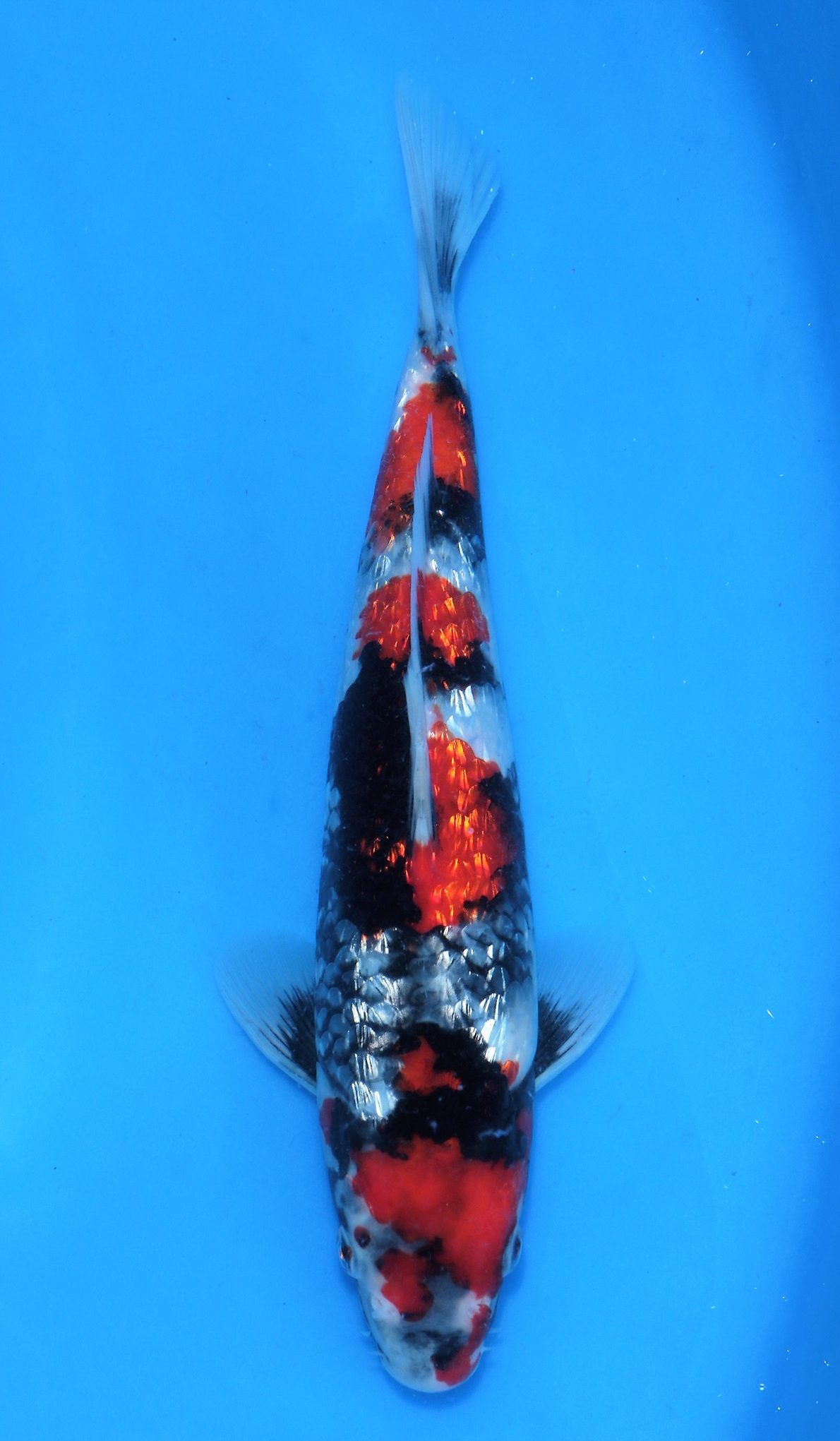 Gin Rin Showa - Grand Koi, LLC