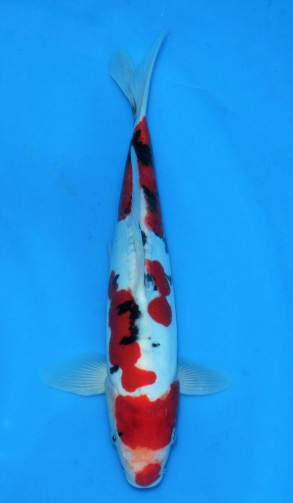 Doitsu Sanke - Grand Koi, LLC