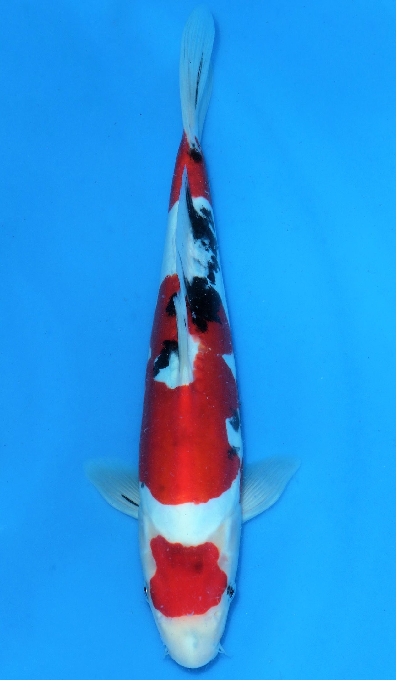 Doitsu Sanke SOLD - Grand Koi, LLC