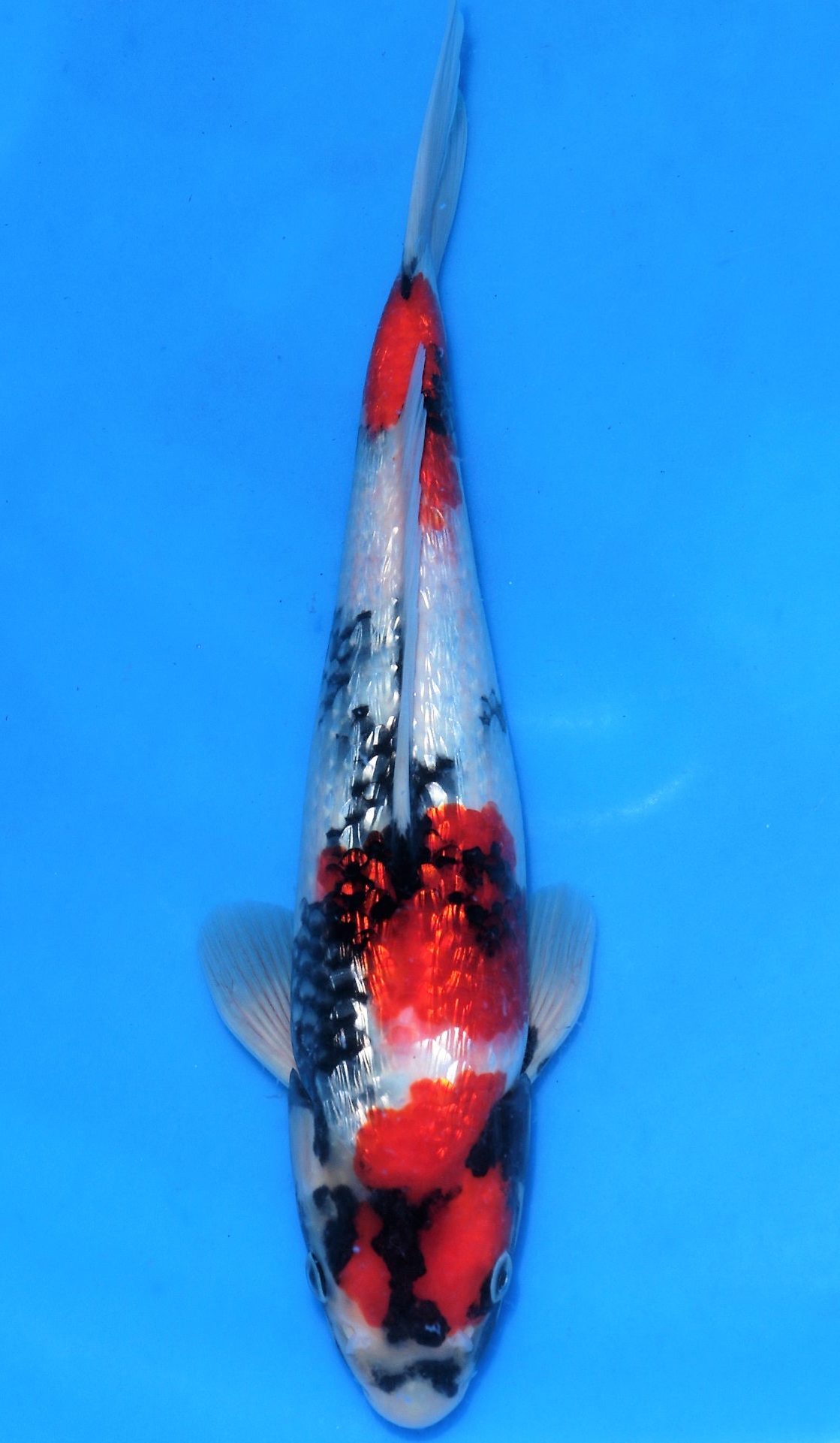 Gin Rin Showa - Grand Koi, LLC