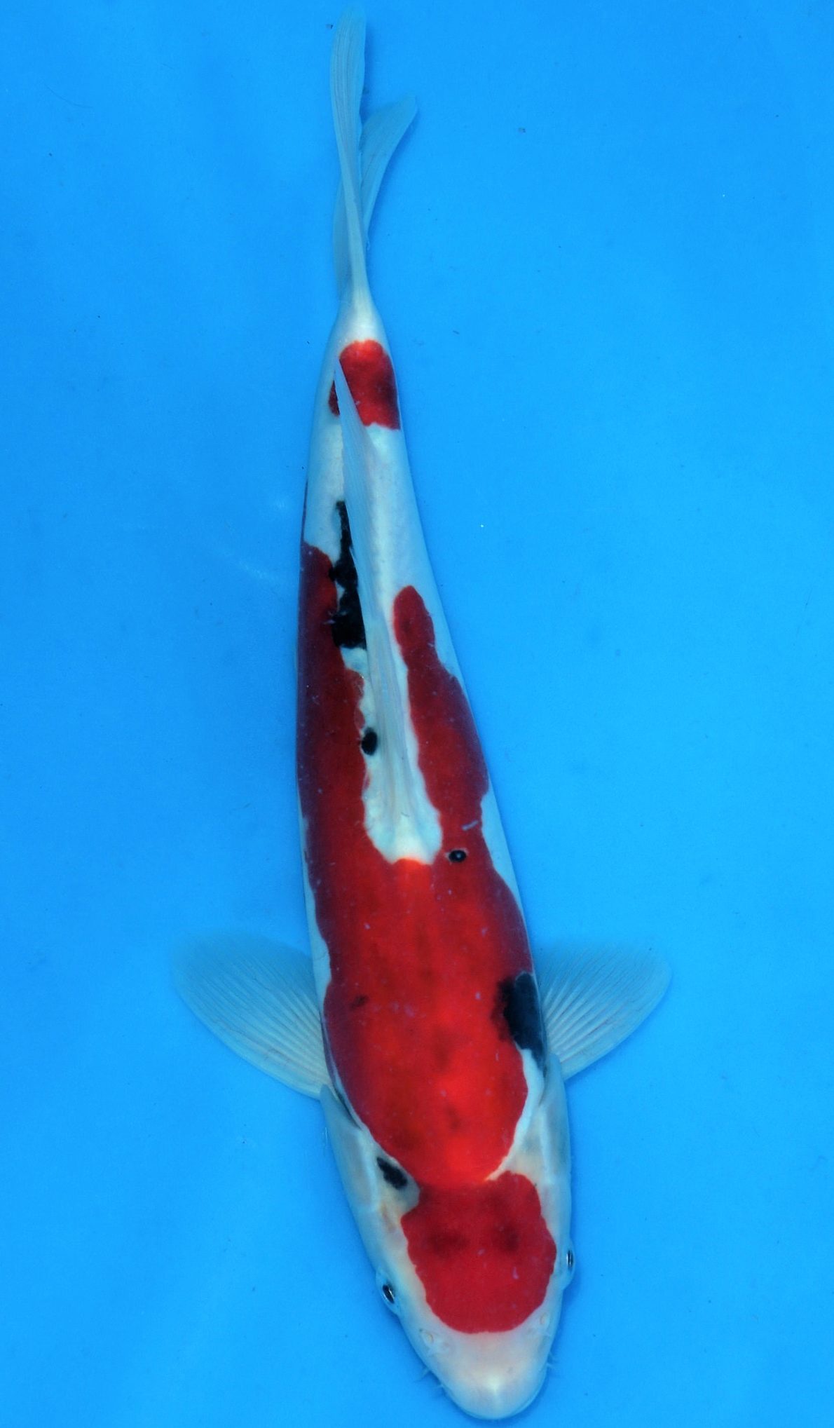 Doitsu Sanke - Grand Koi, LLC