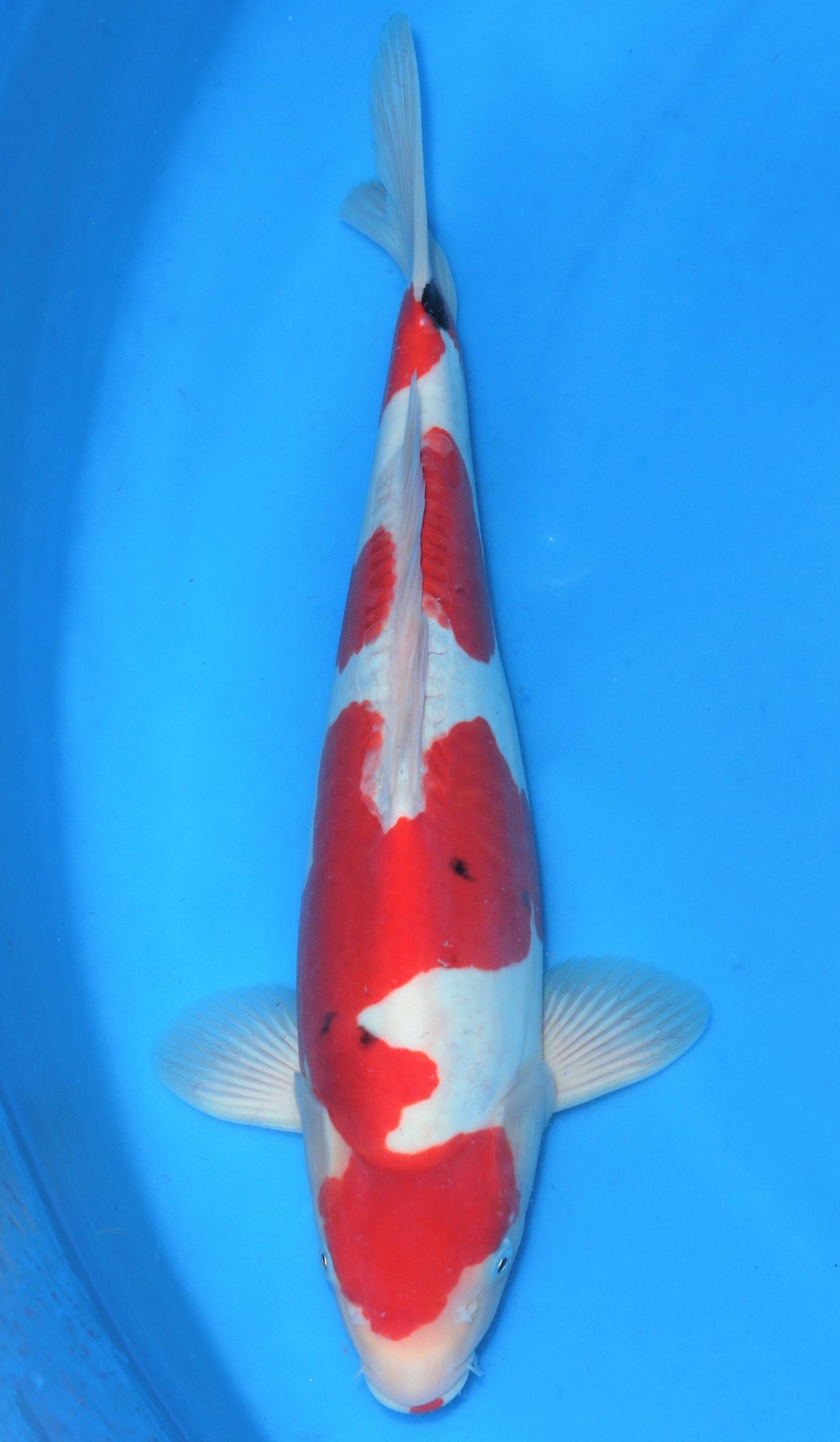 Doitsu Sanke SOLD Tok - Grand Koi, LLC