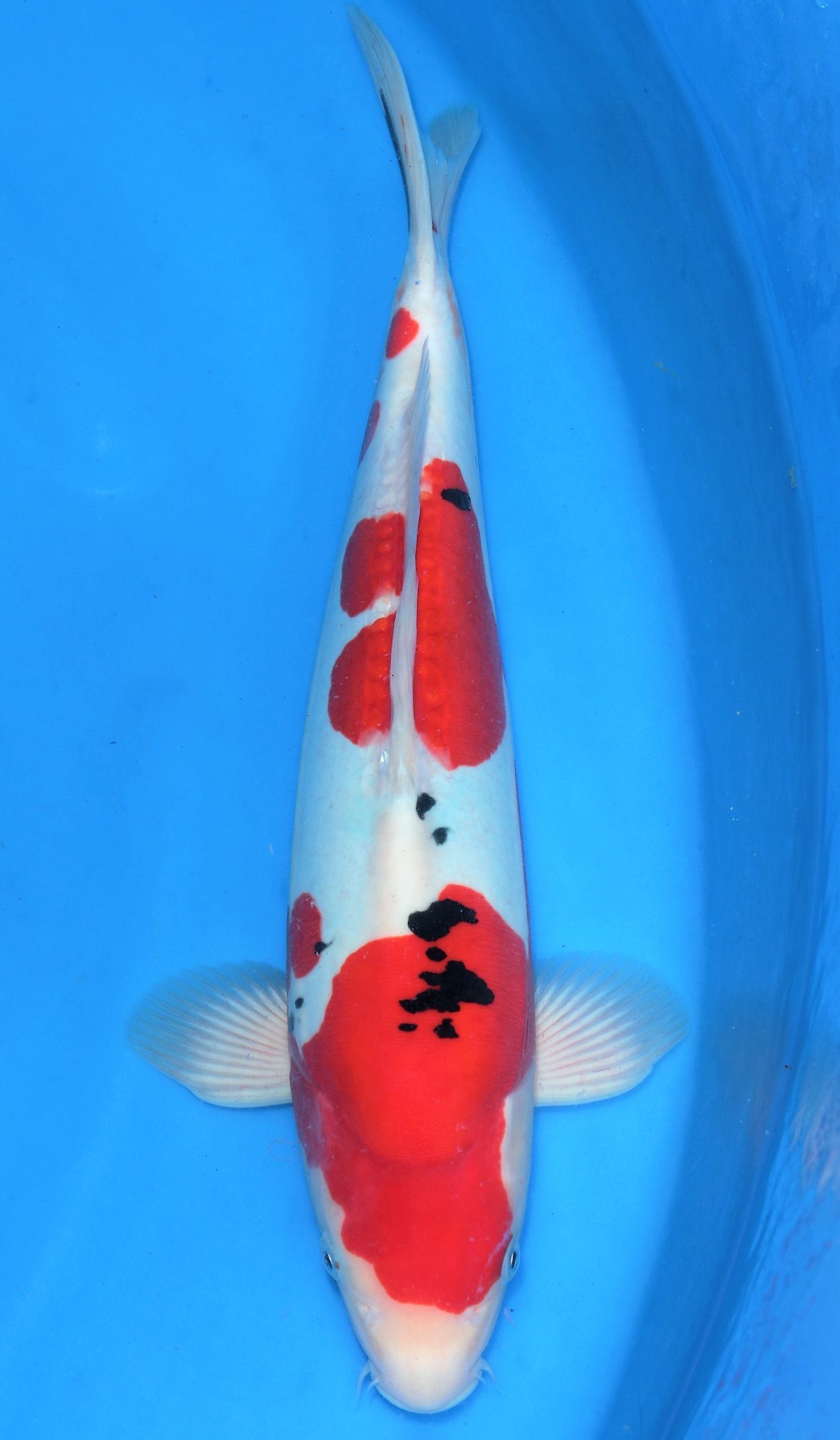 Doitsu Sanke SOLD - Grand Koi, LLC