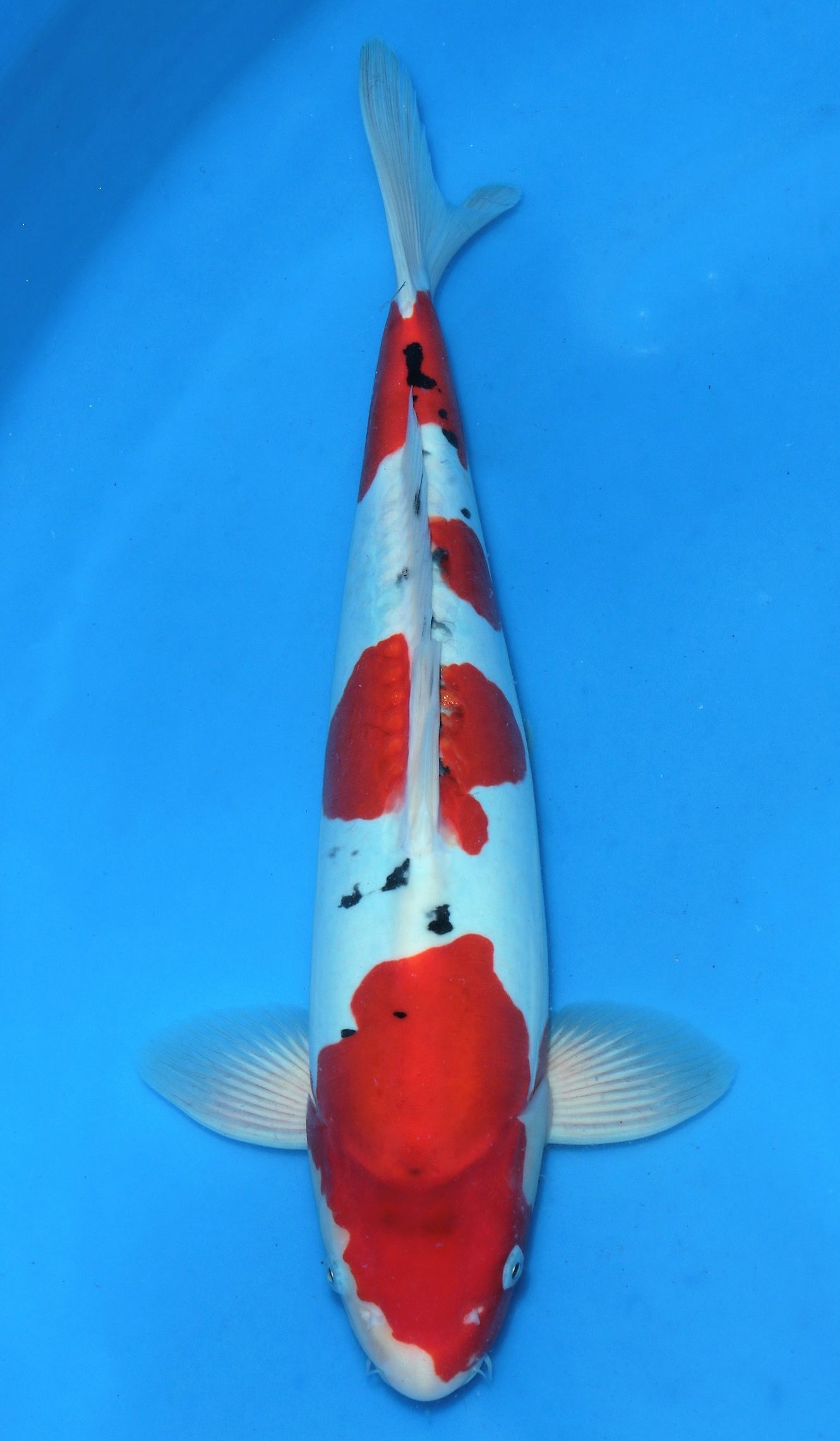 Doitsu Sanke SOLD NYC - Grand Koi, LLC