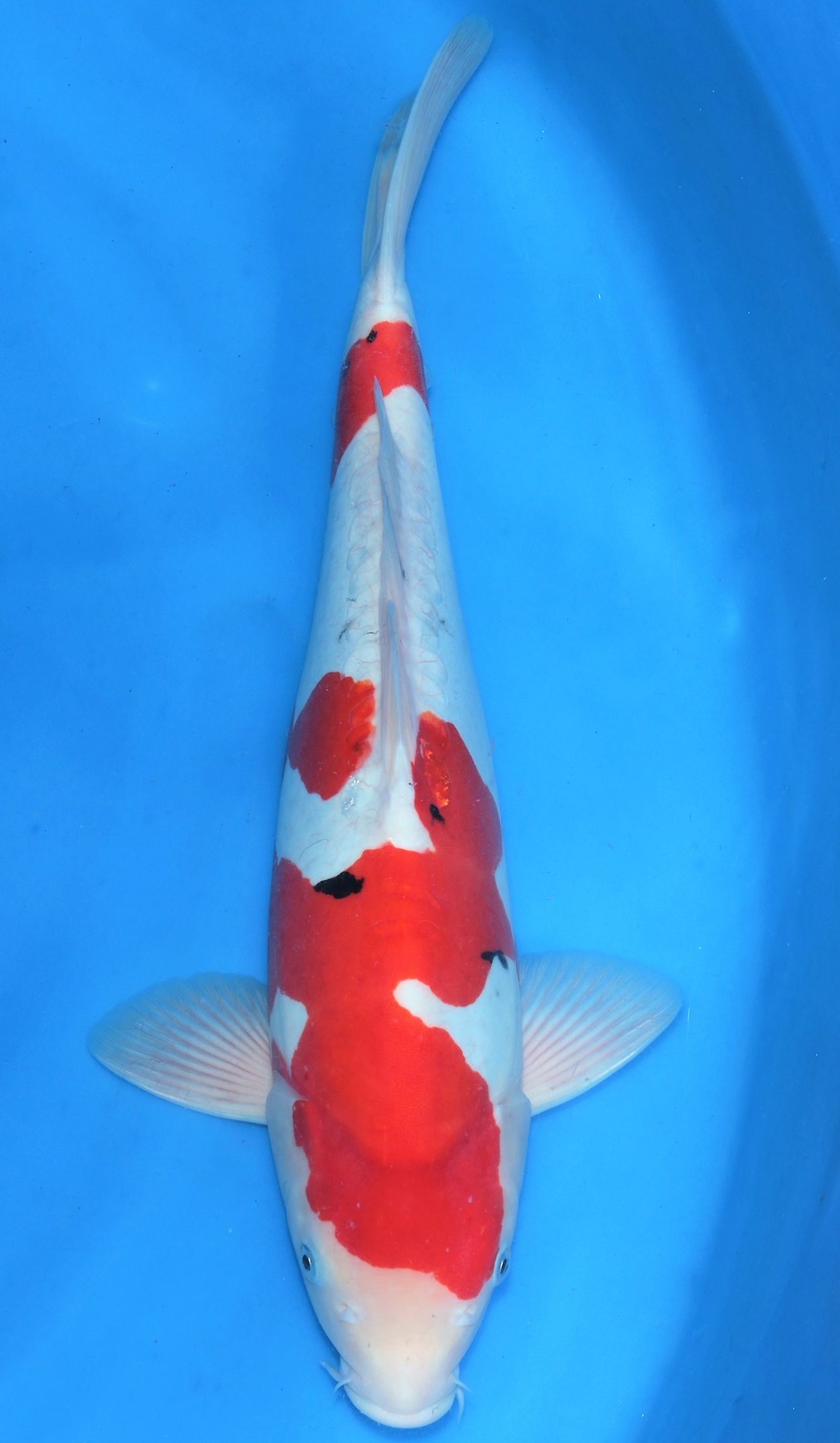 Doitsu Sanke - Grand Koi, LLC