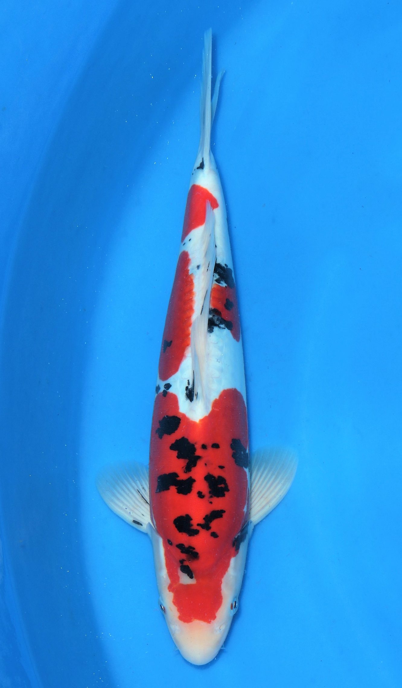 Doitsu Sanke SOLD - Grand Koi, LLC