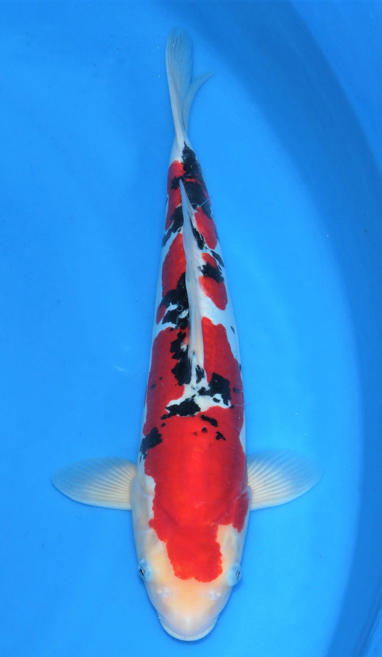 Doitsu Sanke SOLD - Grand Koi, LLC