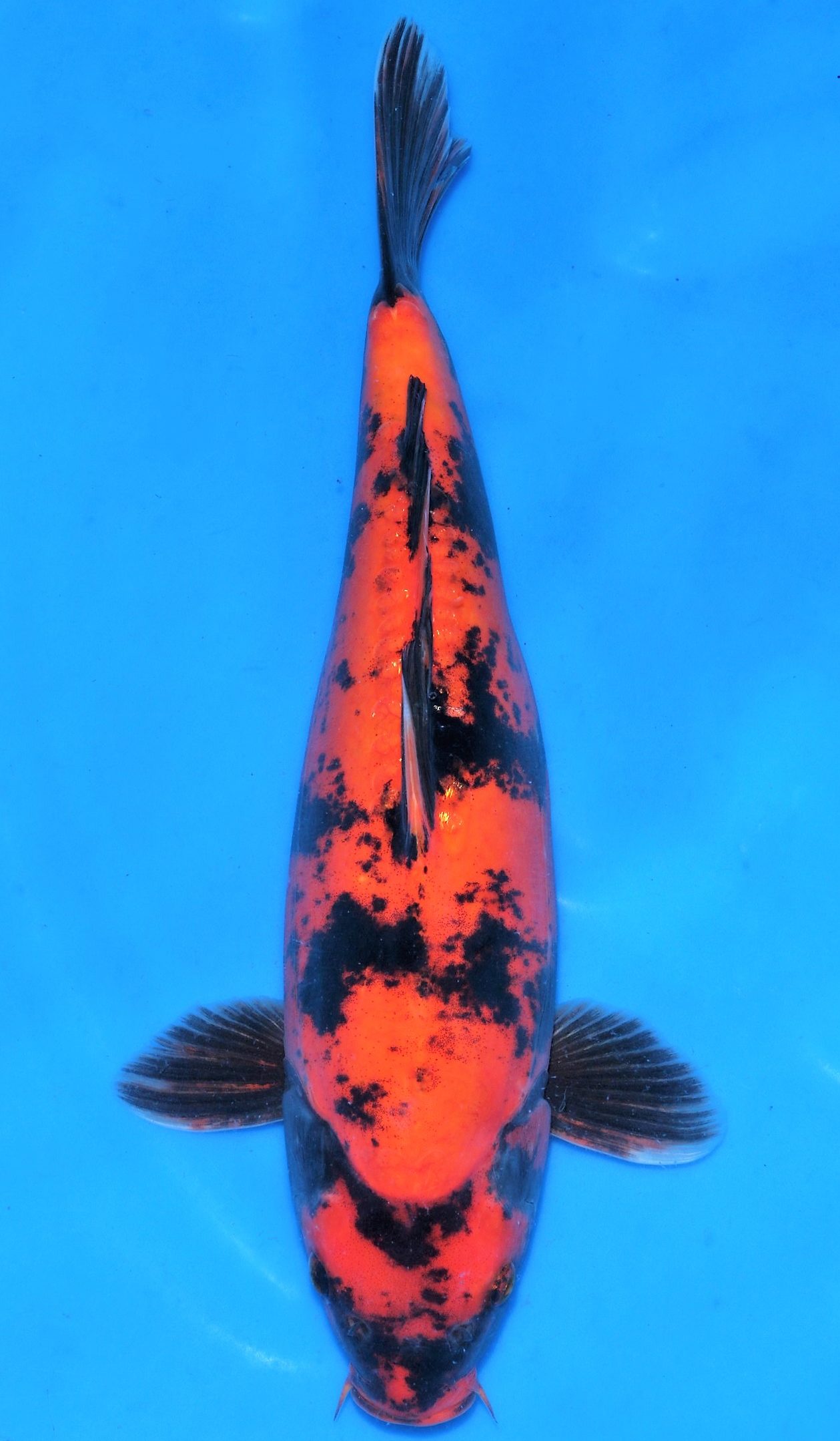 Doitsu Hi Utsuri SOLD - Grand Koi, LLC