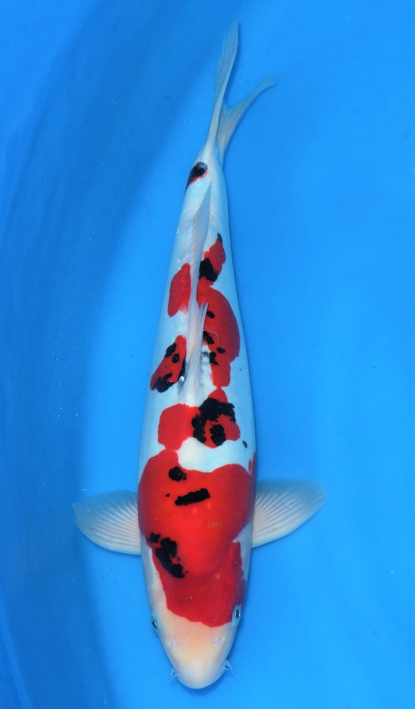 Doitsu Sanke SOLD M 499 - Grand Koi, LLC